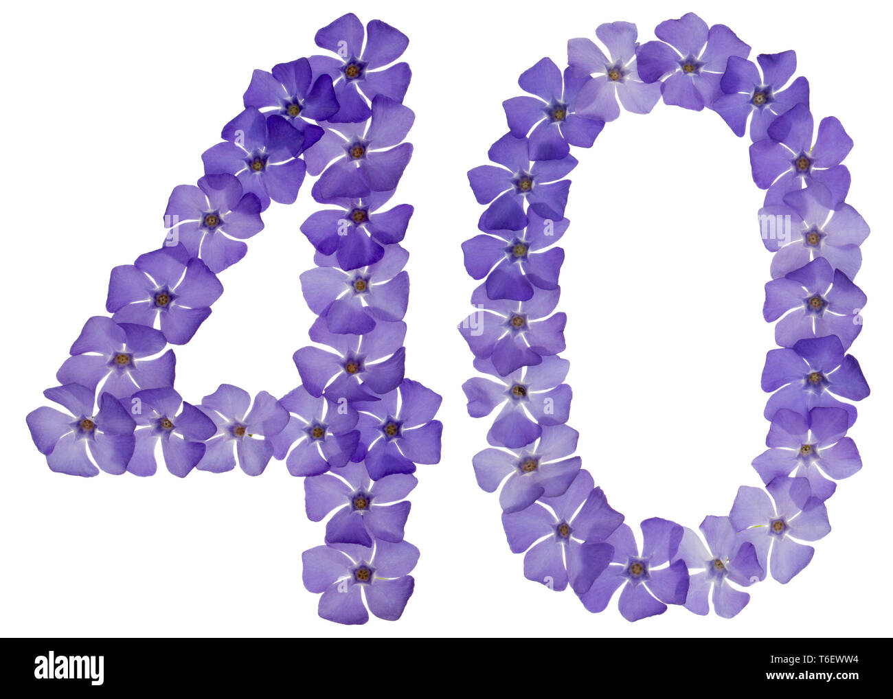 Numeral 40, forty, from natural blue flowers of periwinkle, isolated on ...