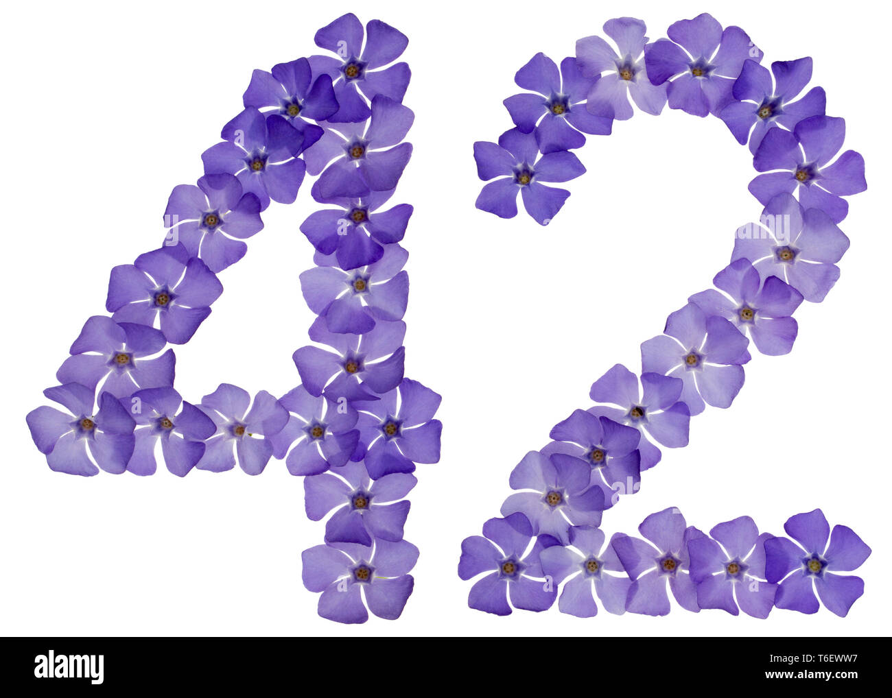 Numeral 42, forty two, from natural blue flowers of periwinkle ...
