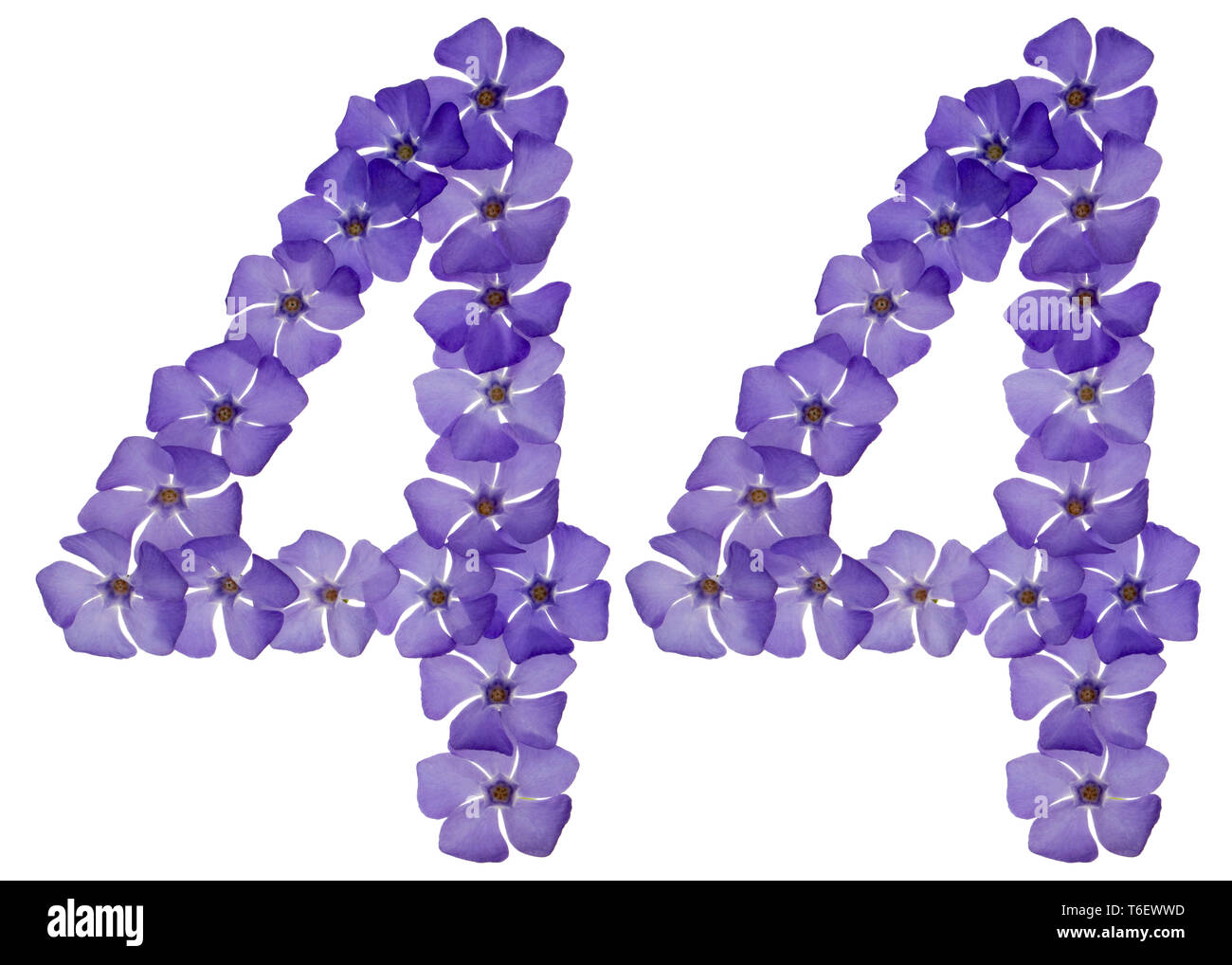 Numeral 44, forty four, from natural blue flowers of periwinkle ...