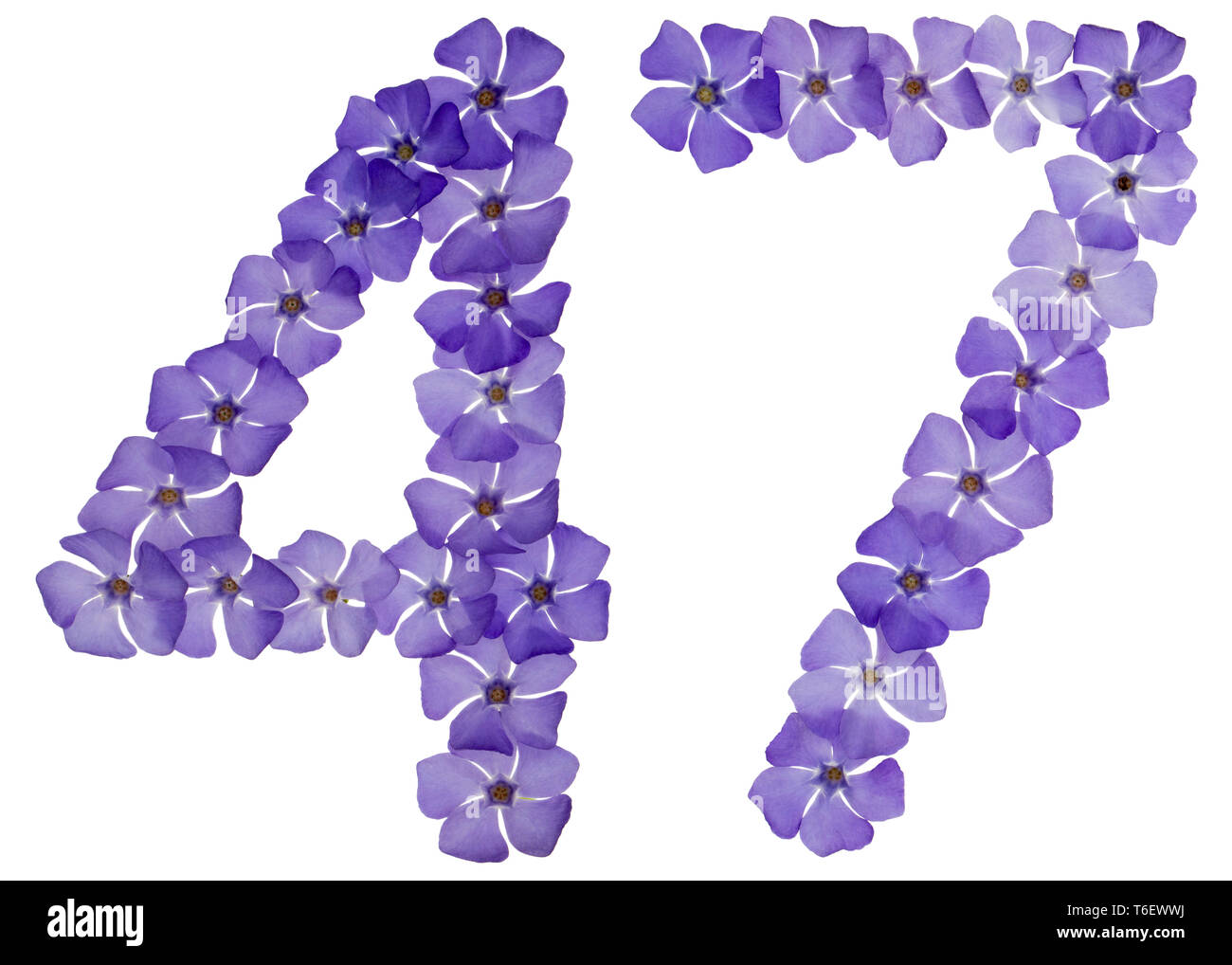 Numeral 47, forty seven, from natural blue flowers of periwinkle ...