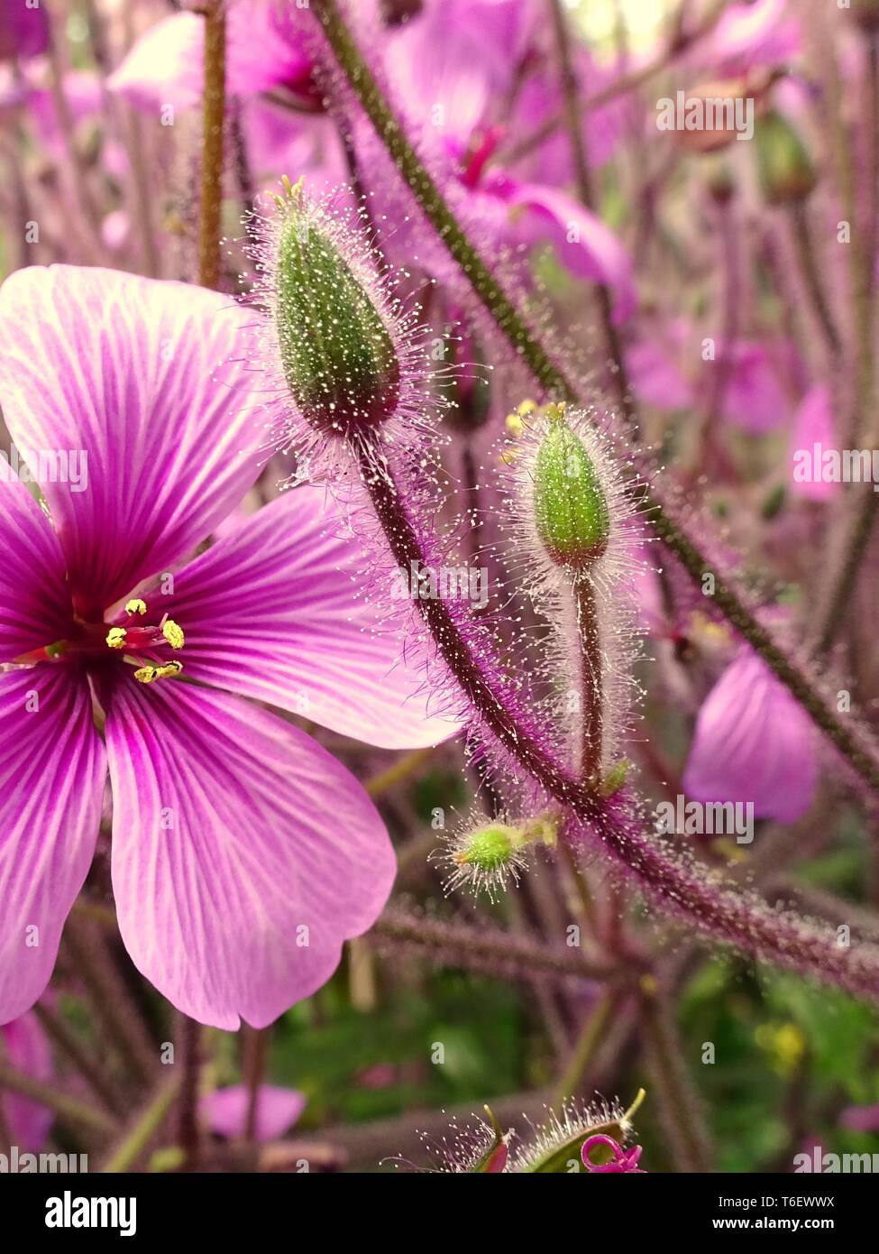 Cranesbill family hi-res stock photography and images - Alamy