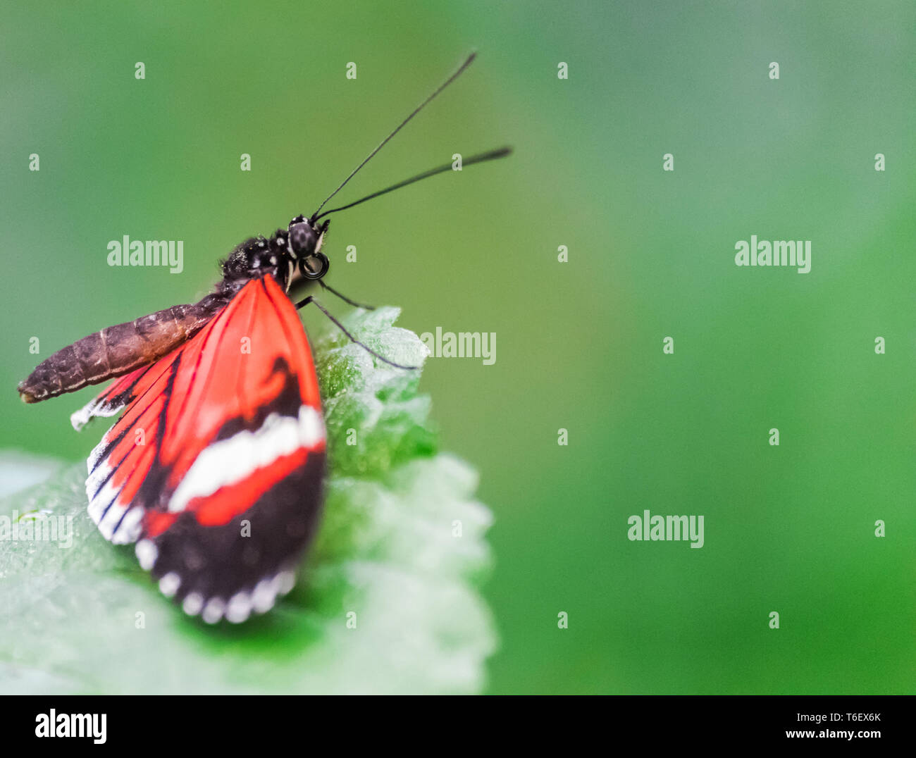 Heliconius melpomene, the postman butterfly resting on a green leaf ...
