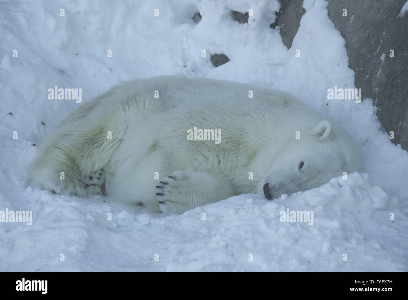 Polar bear sleeping on ice hi-res stock photography and images - Alamy