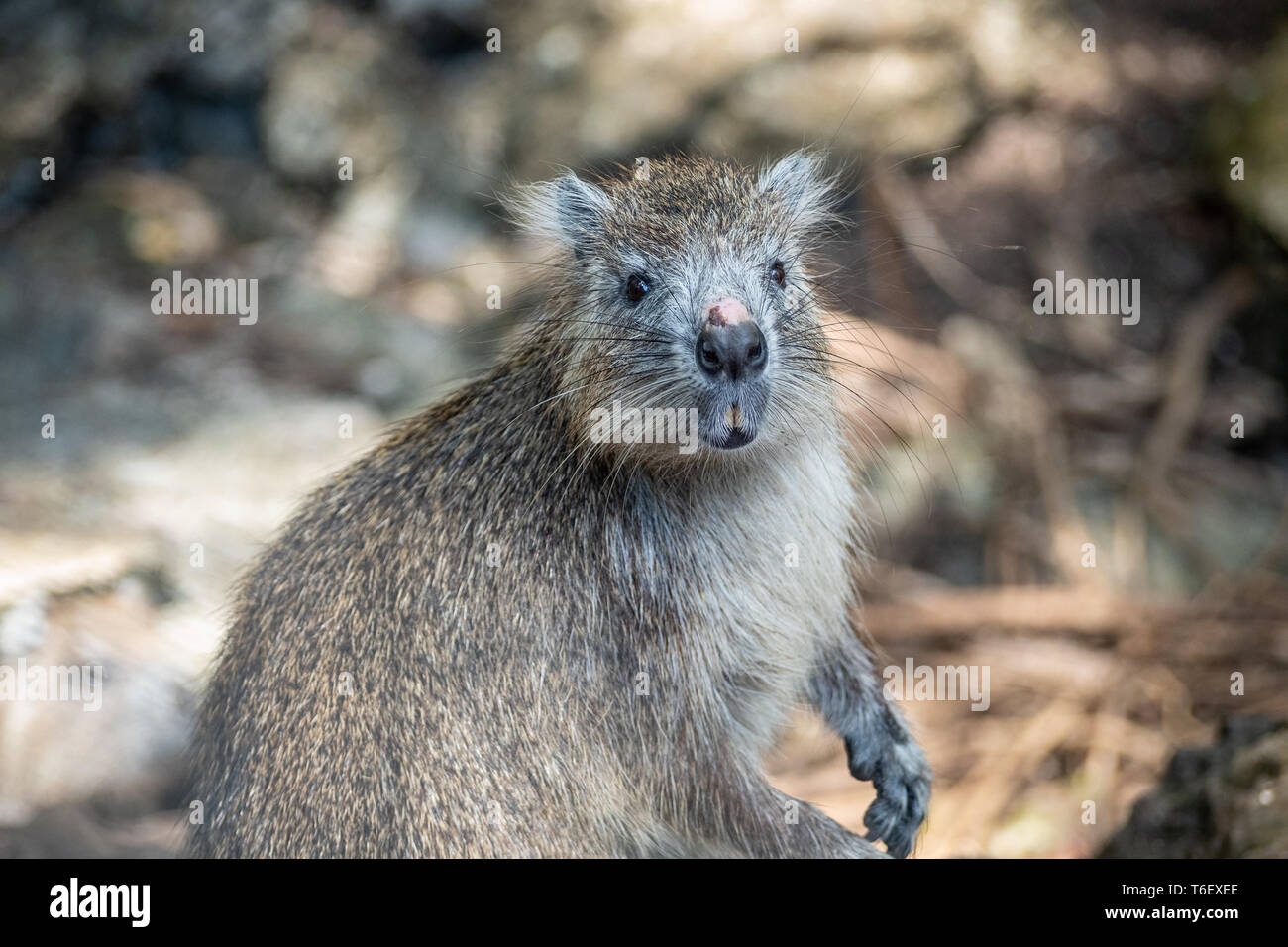 Indigenous cuban hi-res stock photography and images - Alamy