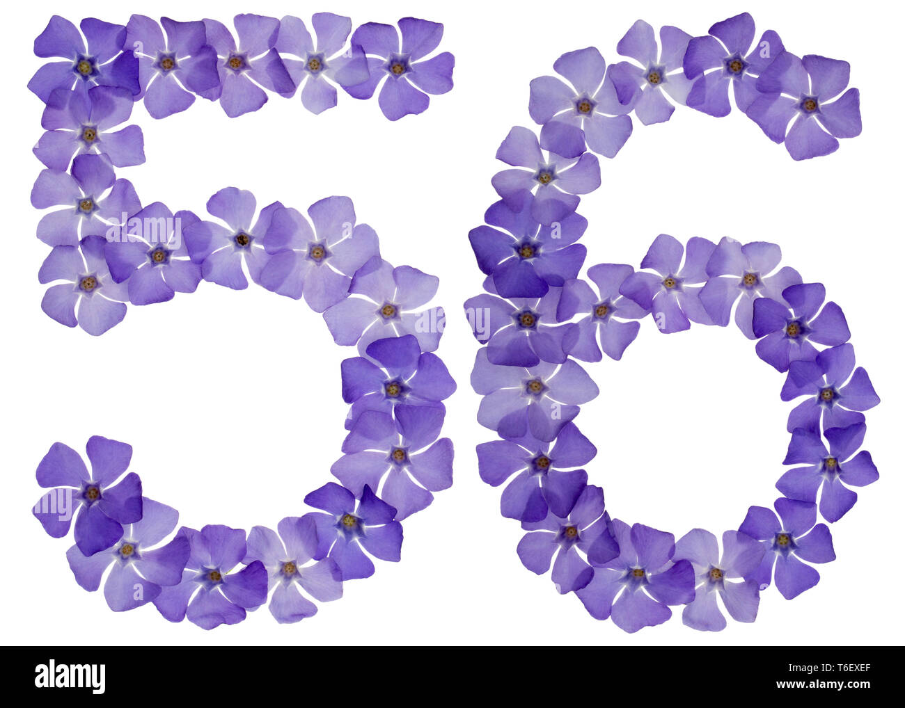 Numeral 56, fifty six, from natural blue flowers of periwinkle ...