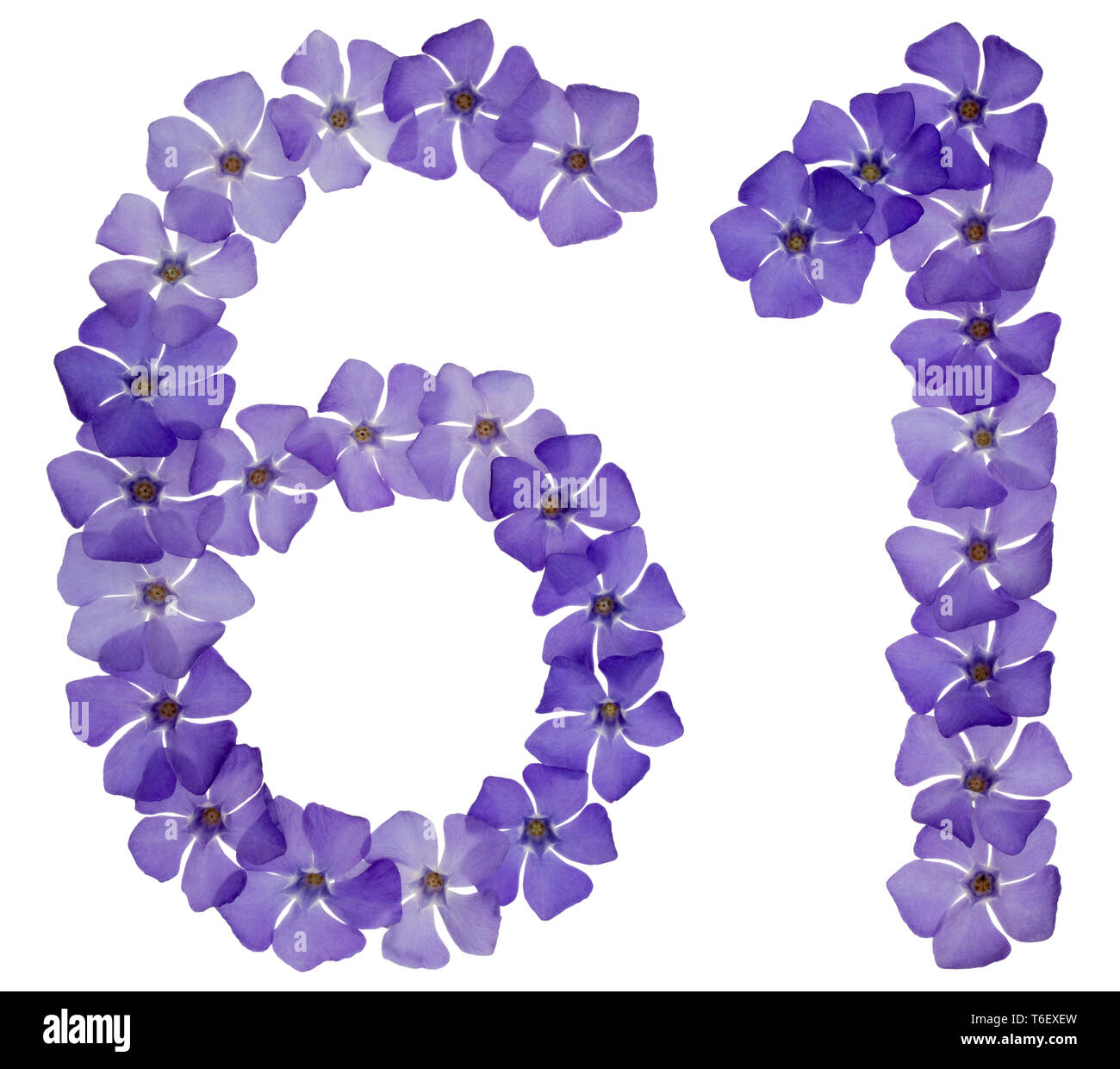 Numeral 61, sixty one, from natural blue flowers of periwinkle ...
