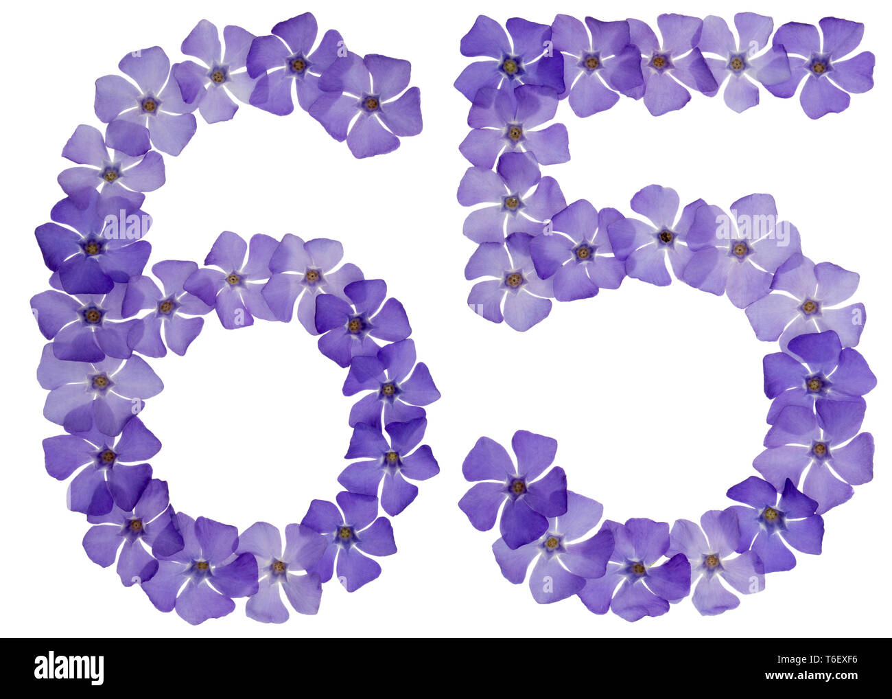 Numeral 65, sixty five, from natural blue flowers of periwinkle ...