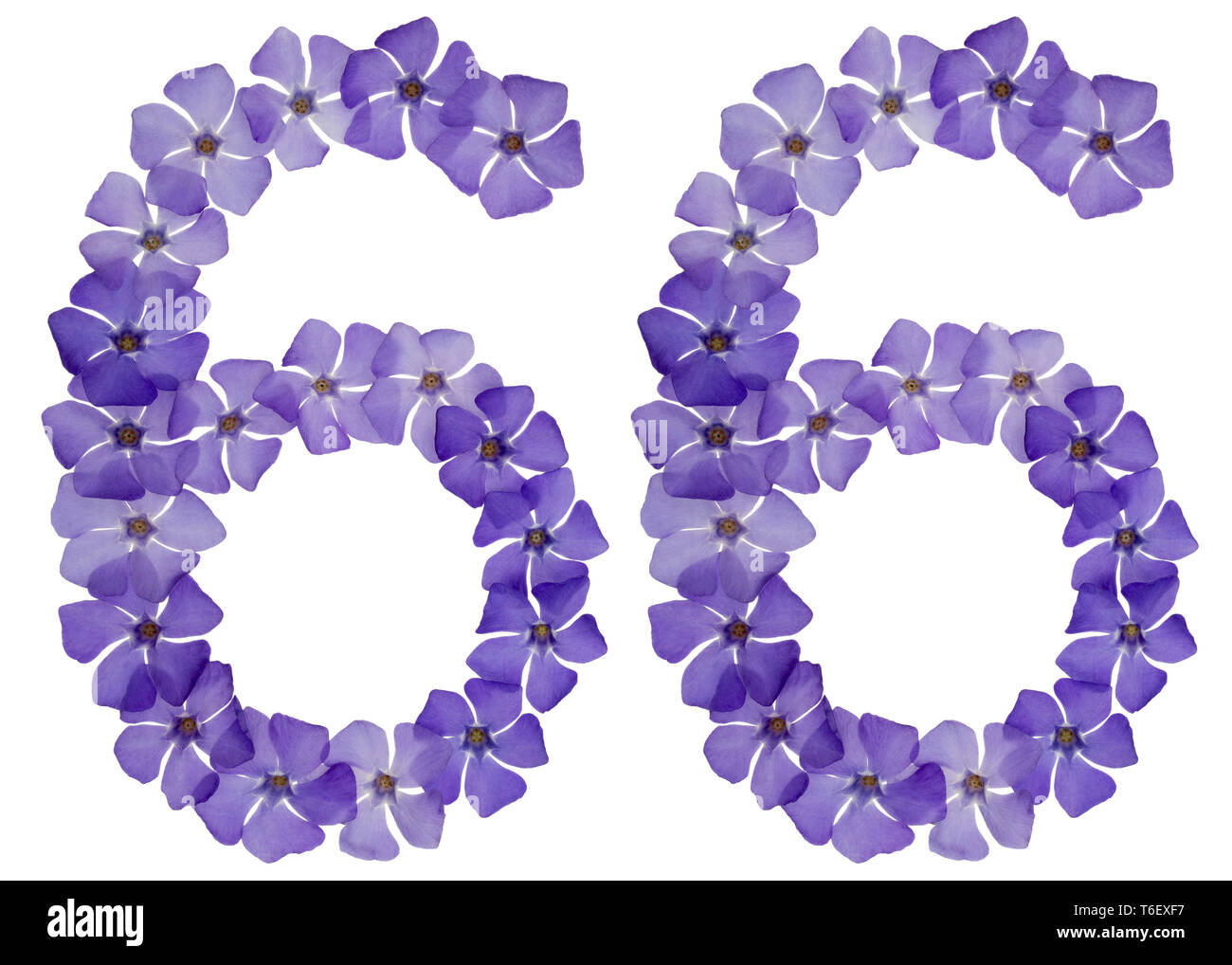 Numeral 66, sixty six, from natural blue flowers of periwinkle ...
