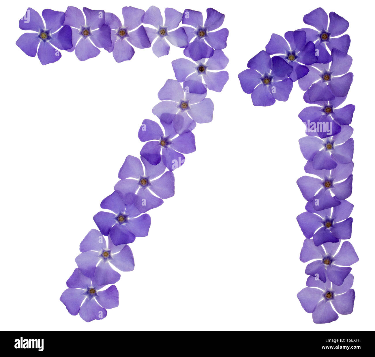 Numeral 71, seventy one, from natural blue flowers of periwinkle ...