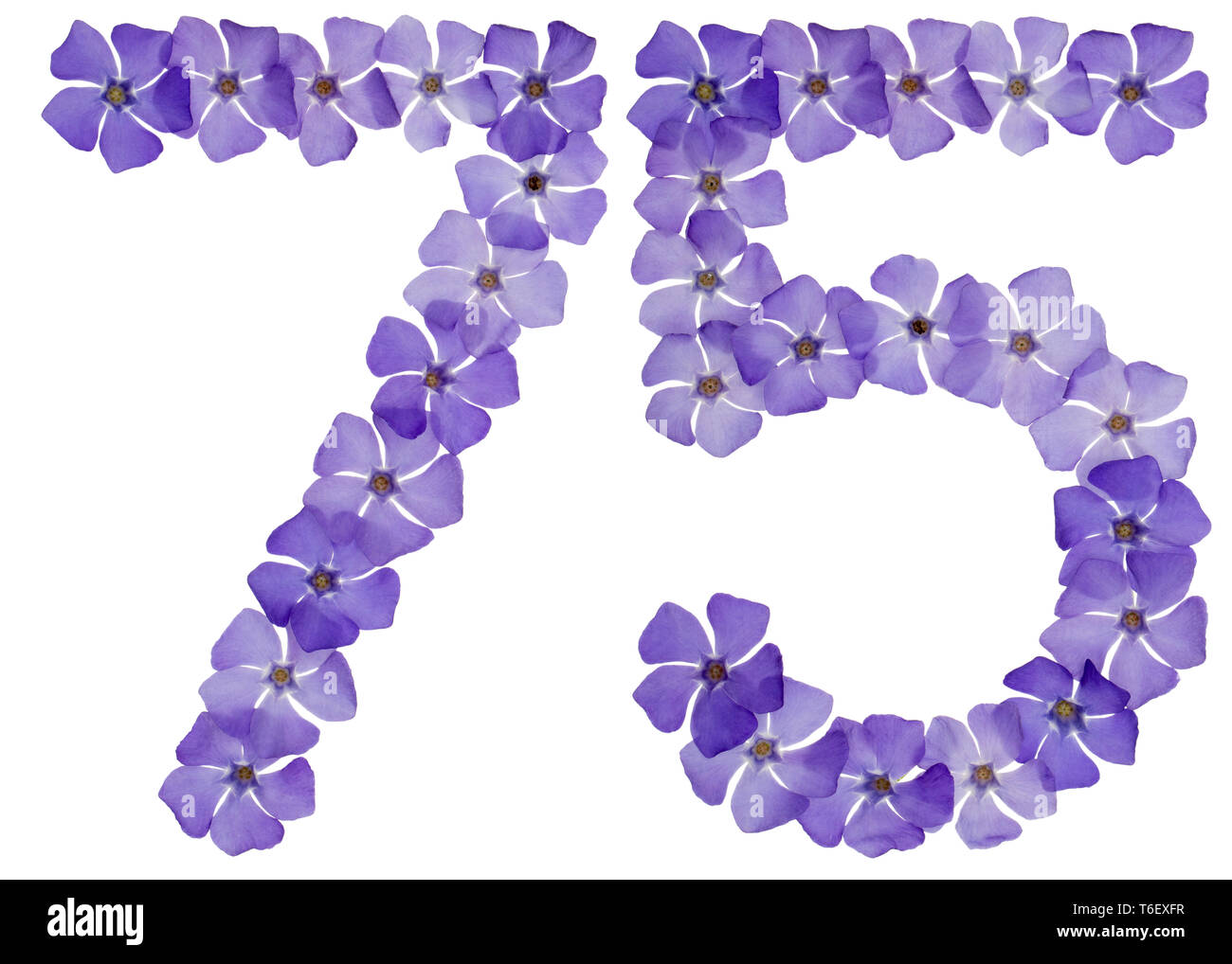 Numeral 75, seventy five, from natural blue flowers of periwinkle ...