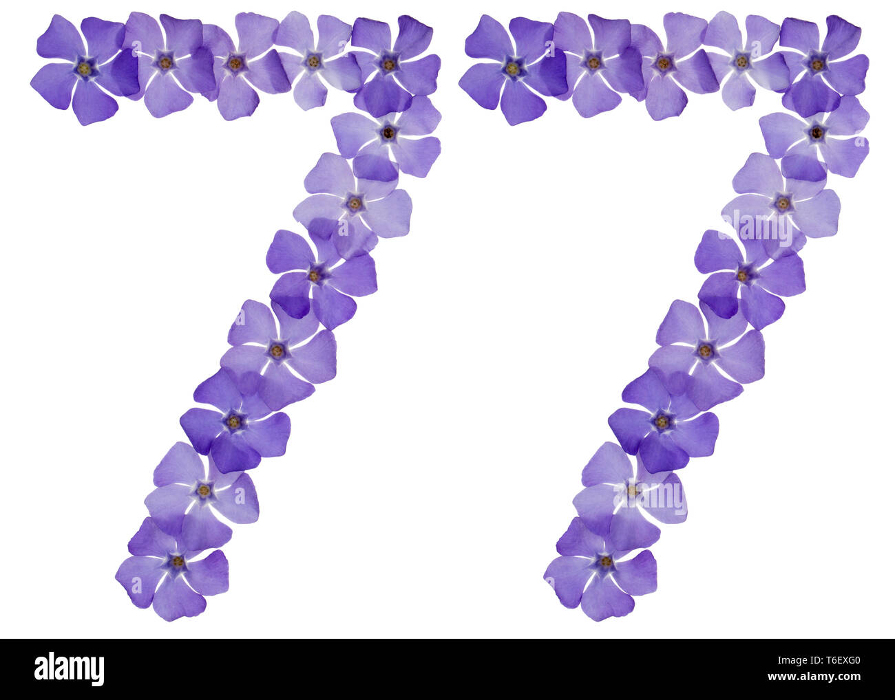 Numeral 77, seventy seven, from natural blue flowers of periwinkle ...
