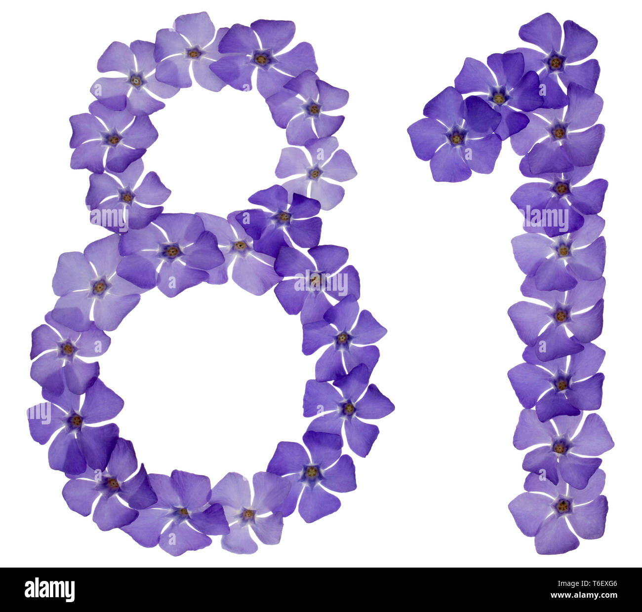 Numeral 81, eighty one, from natural blue flowers of periwinkle ...