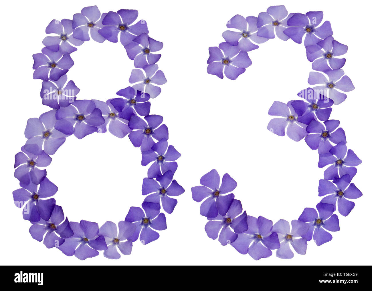 Numeral 83, eighty three, from natural blue flowers of periwinkle ...