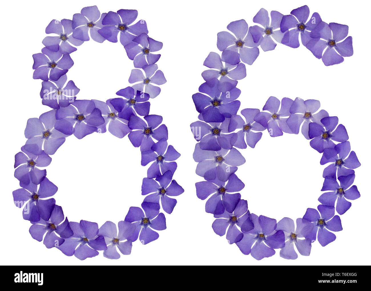 Numeral 86, eighty six, from natural blue flowers of periwinkle ...