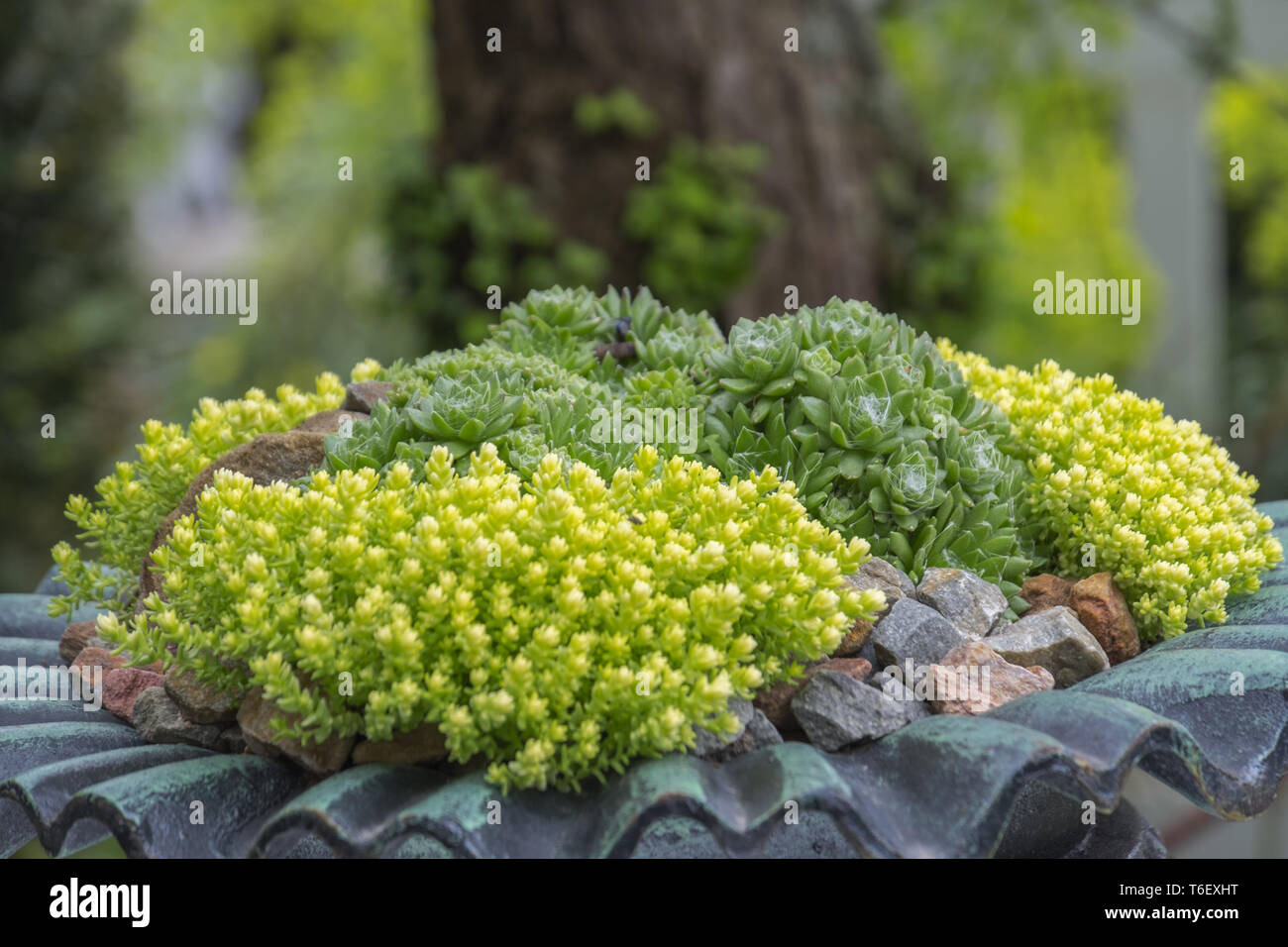 Sedum Identification