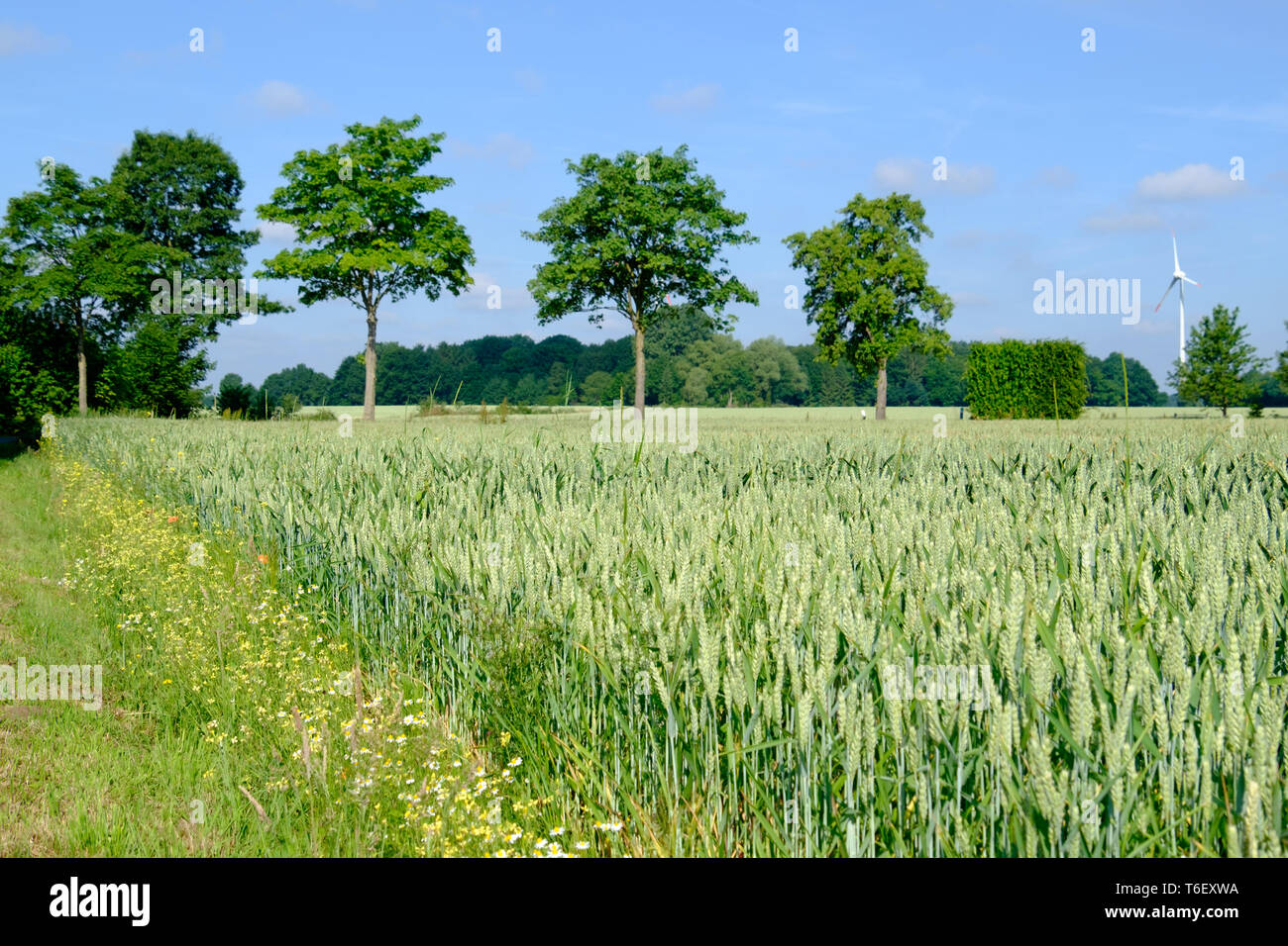 summer in germany Stock Photo - Alamy