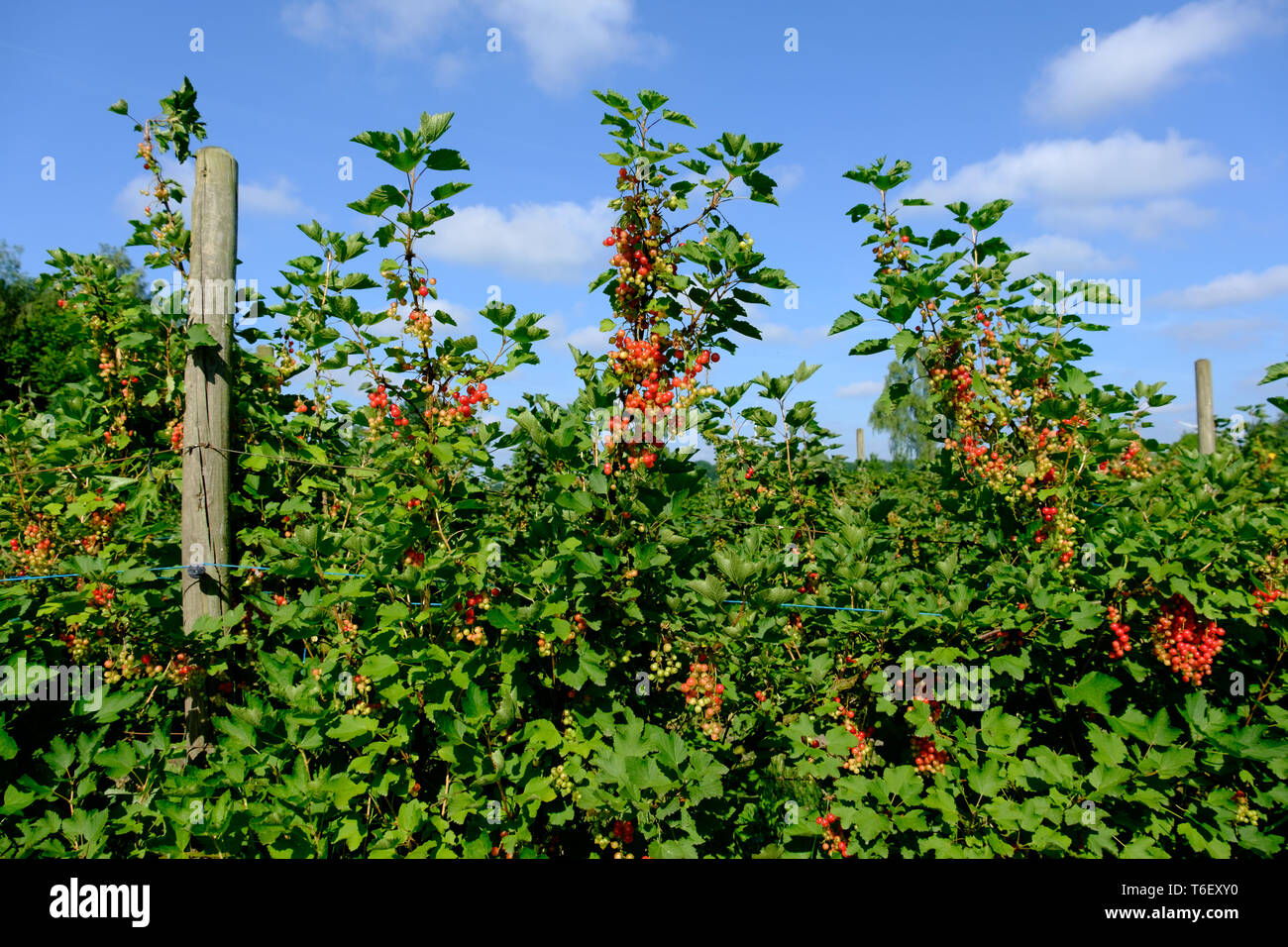 Green germany hi-res stock photography and images - Alamy