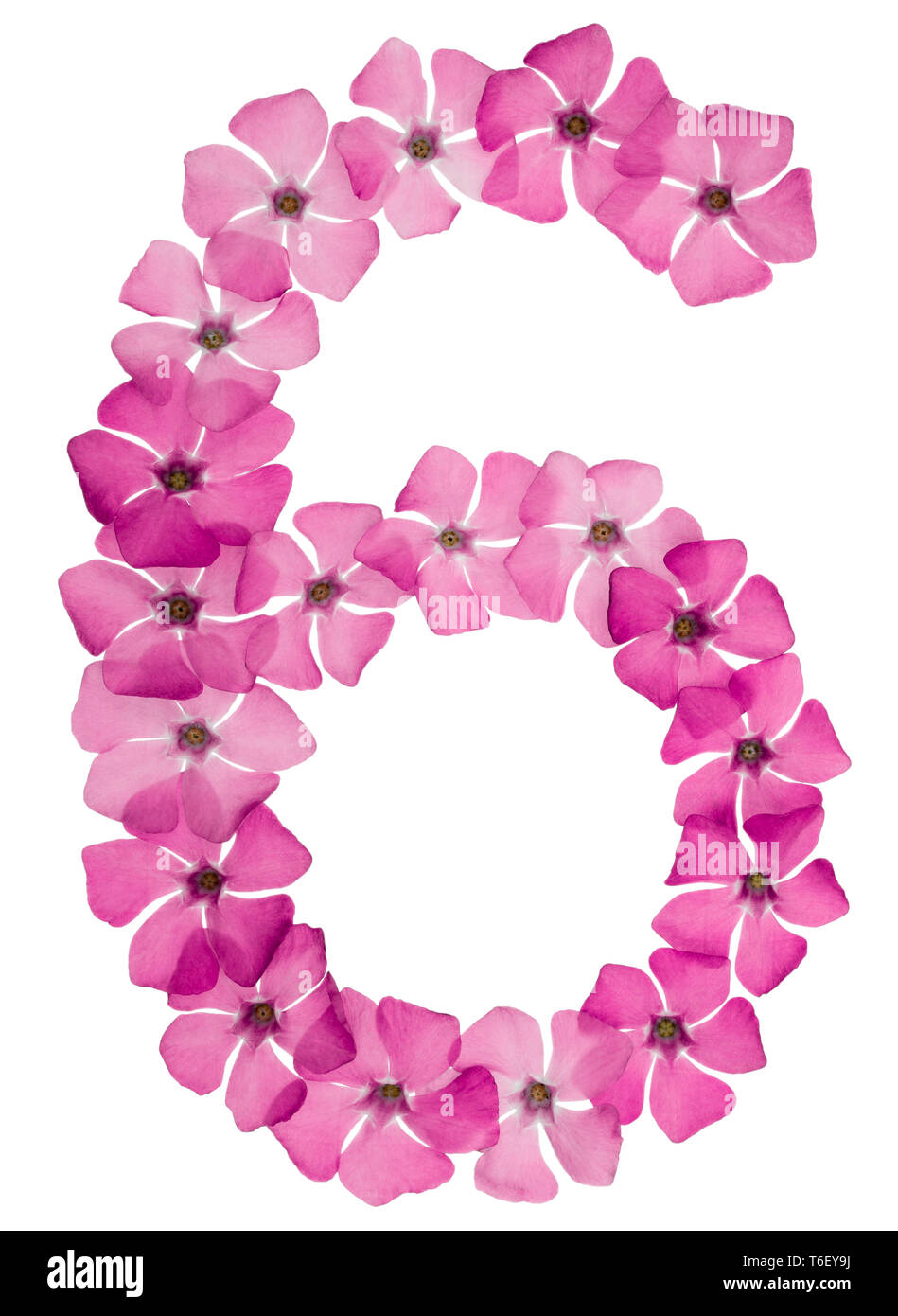 Numeral 6, six, from natural pink flowers of periwinkle, isolated on ...