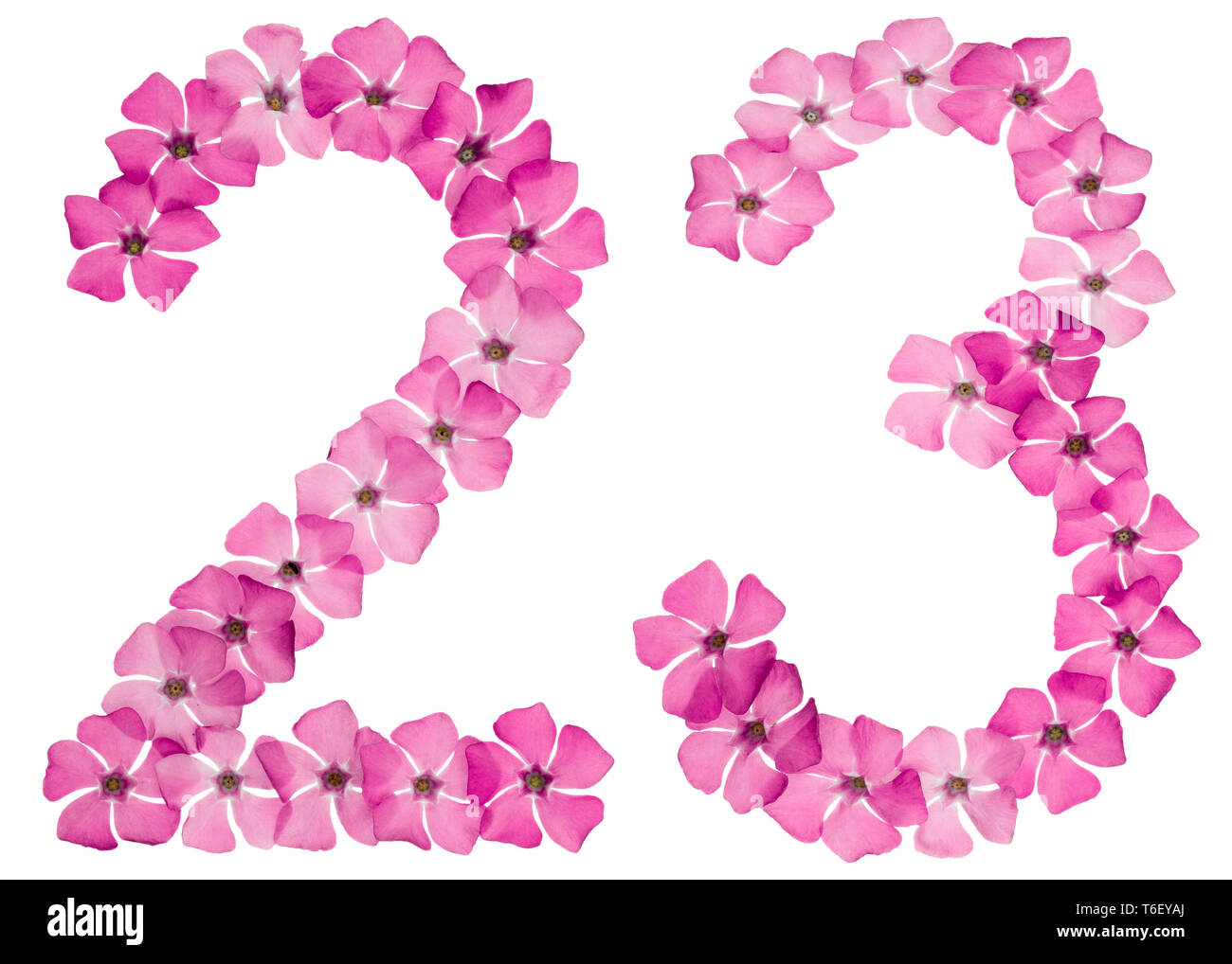 Numeral 23, twenty three, from natural pink flowers of periwinkle ...