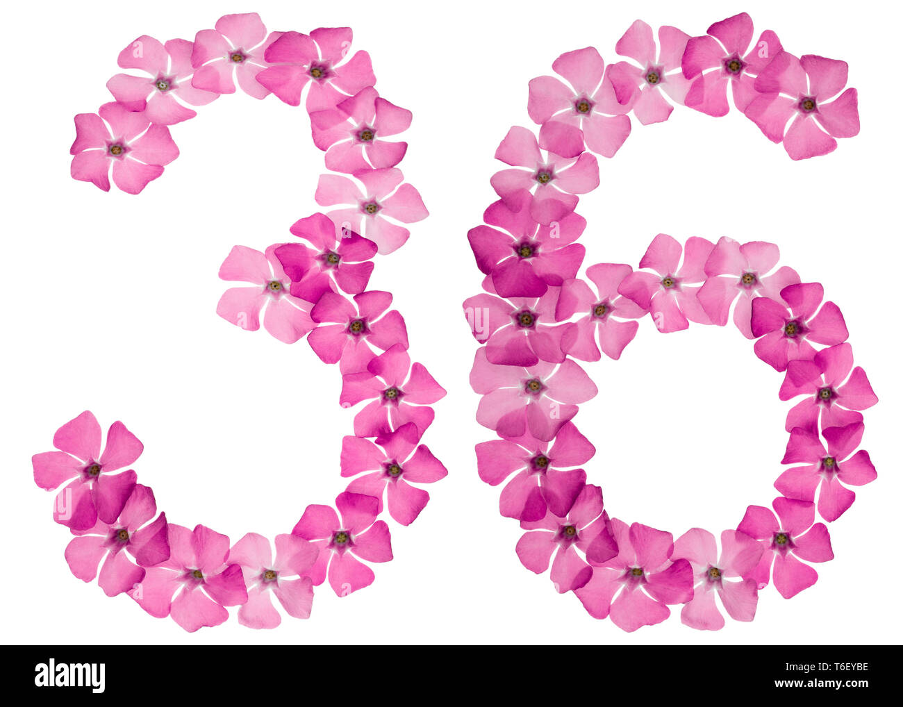Numeral 36, thirty six, from natural pink flowers of periwinkle ...