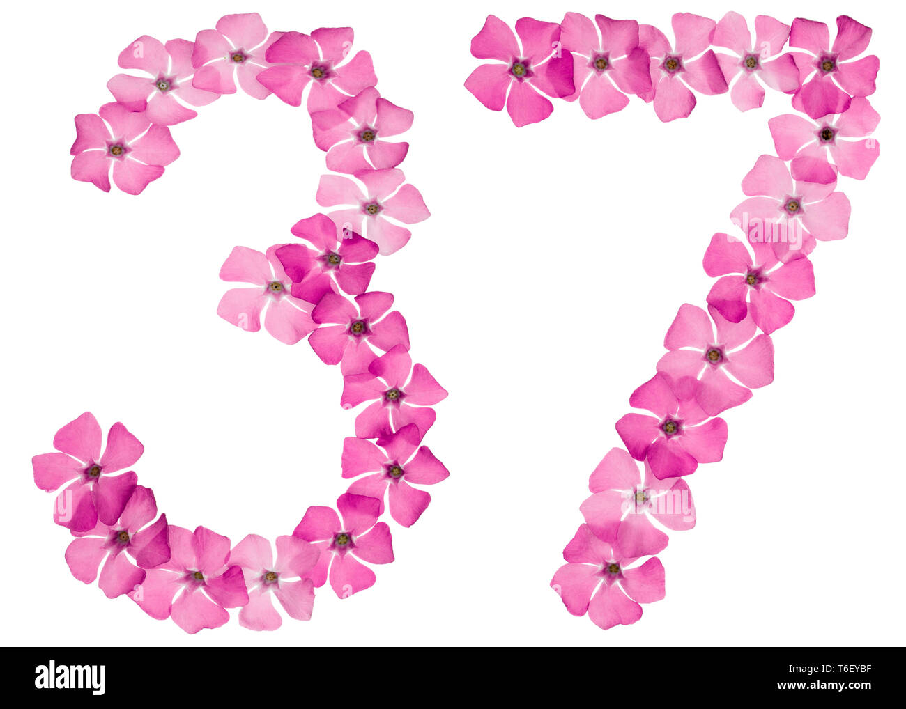 Numeral 37, thirty seven, from natural pink flowers of periwinkle ...