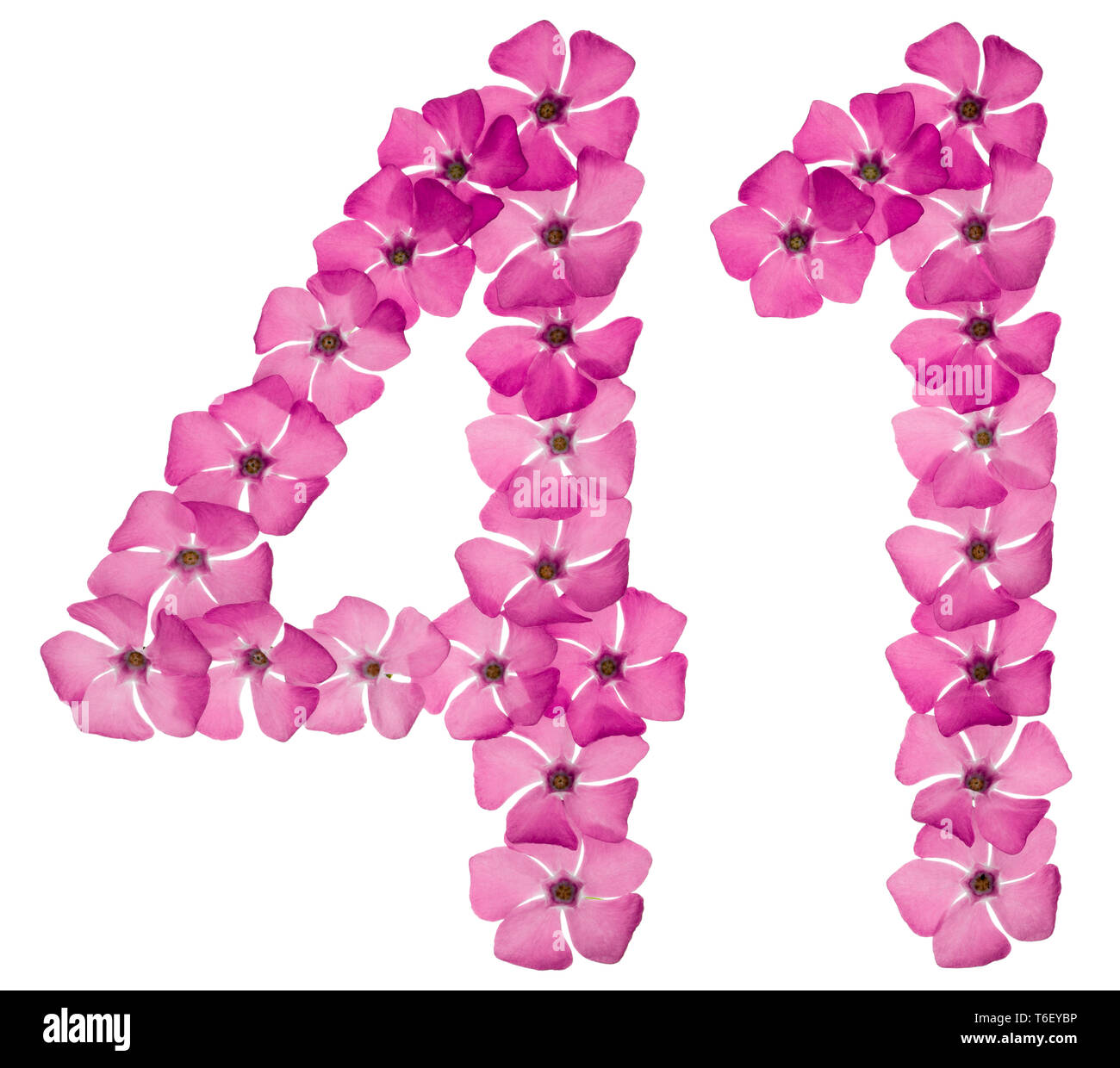 Numeral 41, forty one, from natural pink flowers of periwinkle ...