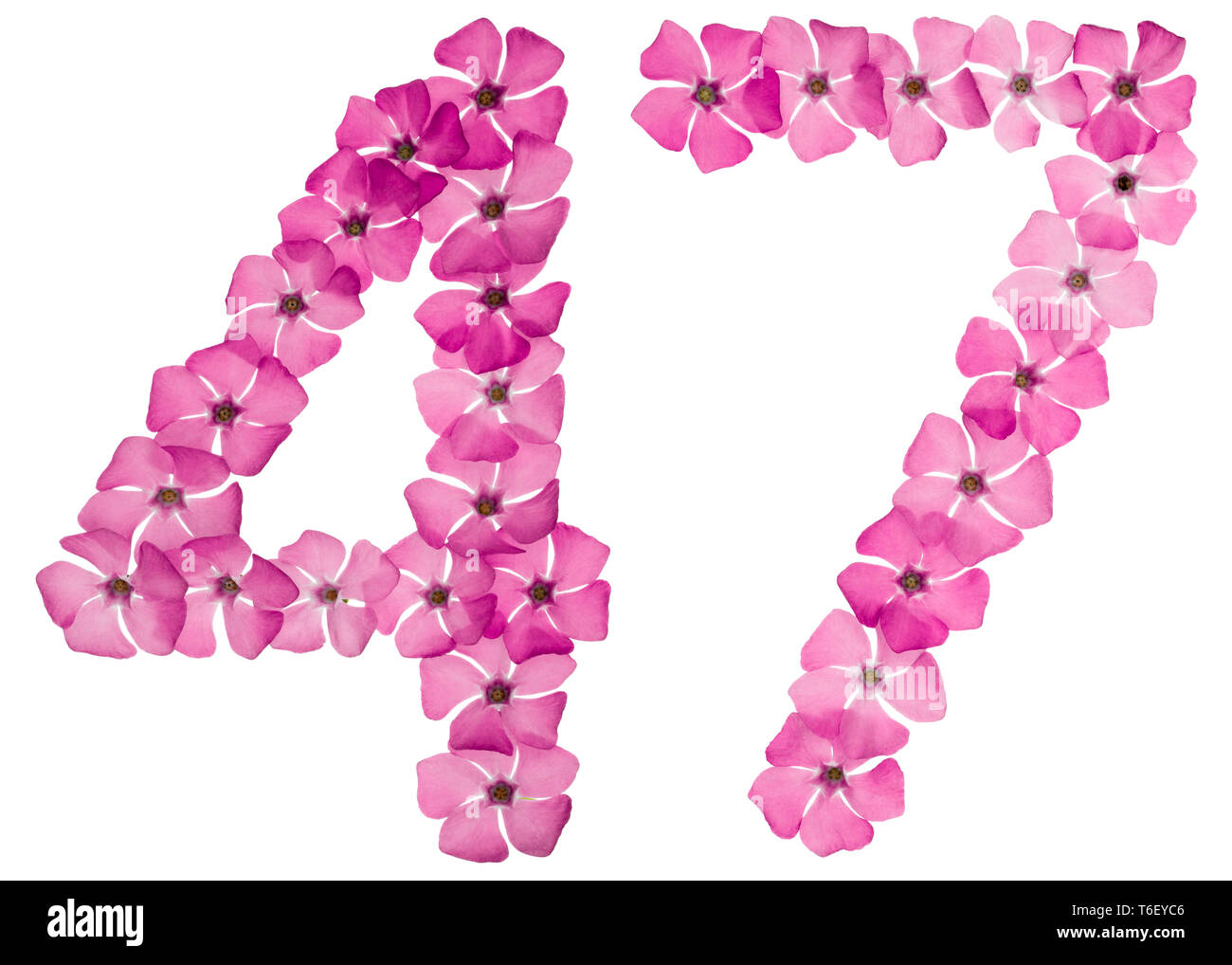 Numeral 47, forty seven, from natural pink flowers of periwinkle ...