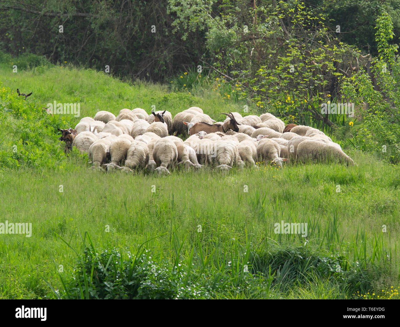 flock of sheep and goats graze surrounded by lush spring grass and ...