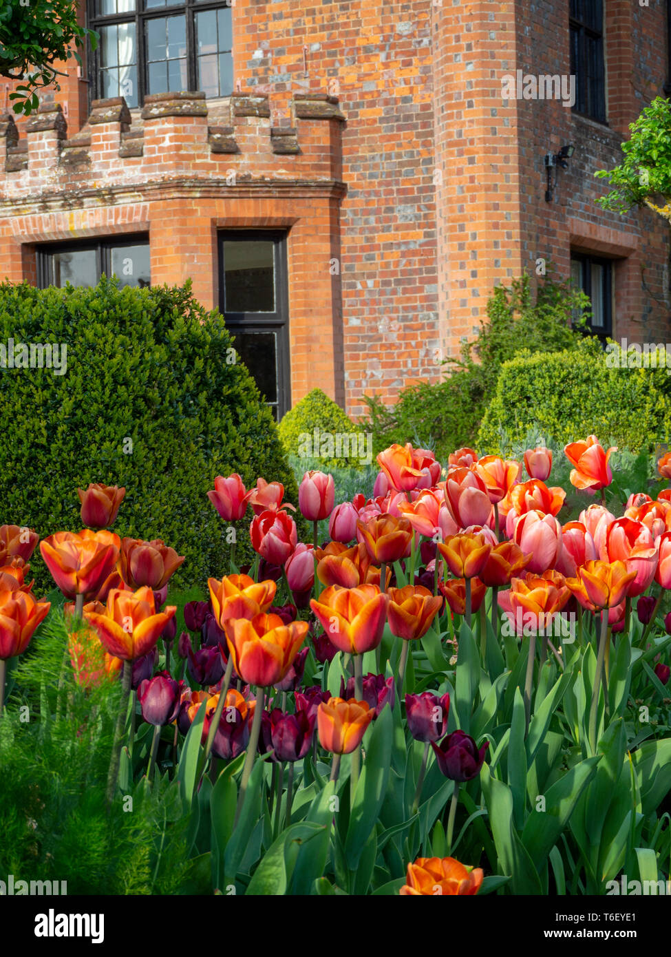 Chenies Manor House and Gardens in April showing colourful tulip ...
