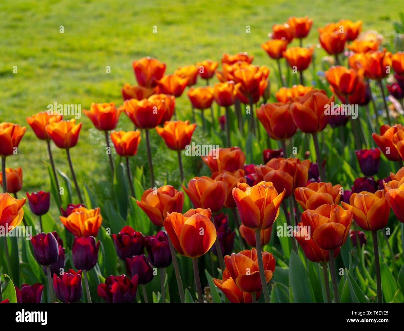 Dark coloured tulips hi-res stock photography and images - Alamy
