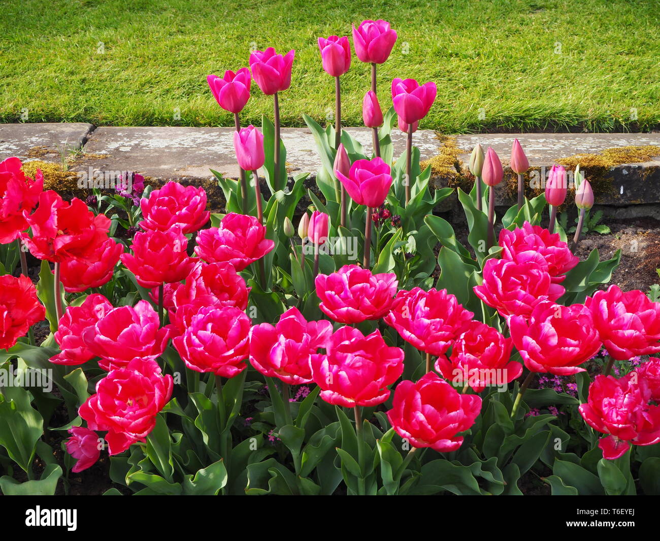 Shocking pink tulip borders at Chenies Manor in April.; mass planting ...
