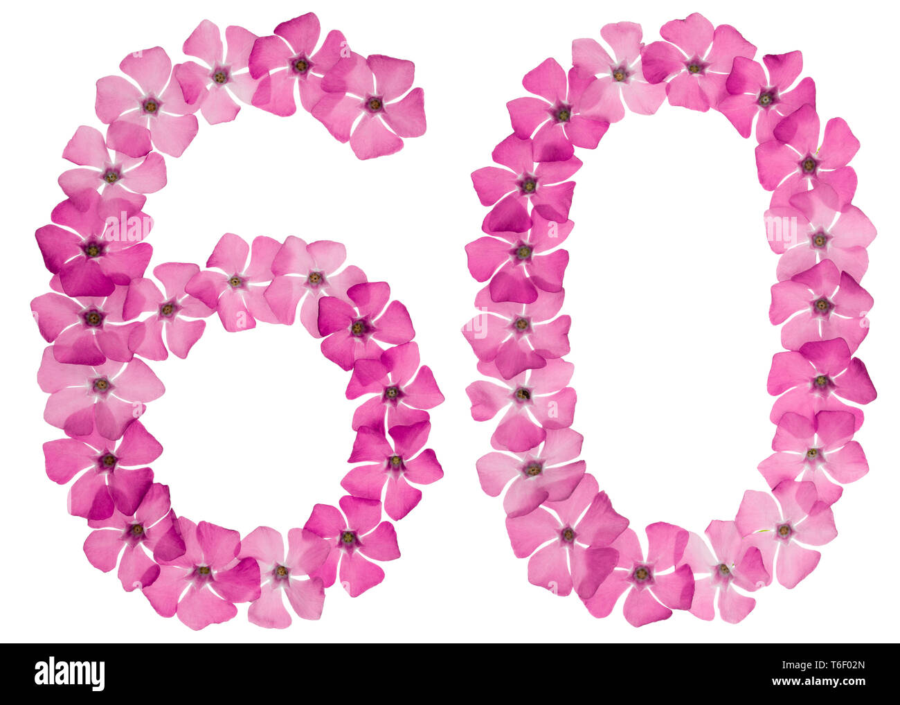 Numeral 60, sixty, from natural pink flowers of periwinkle, isolated on ...