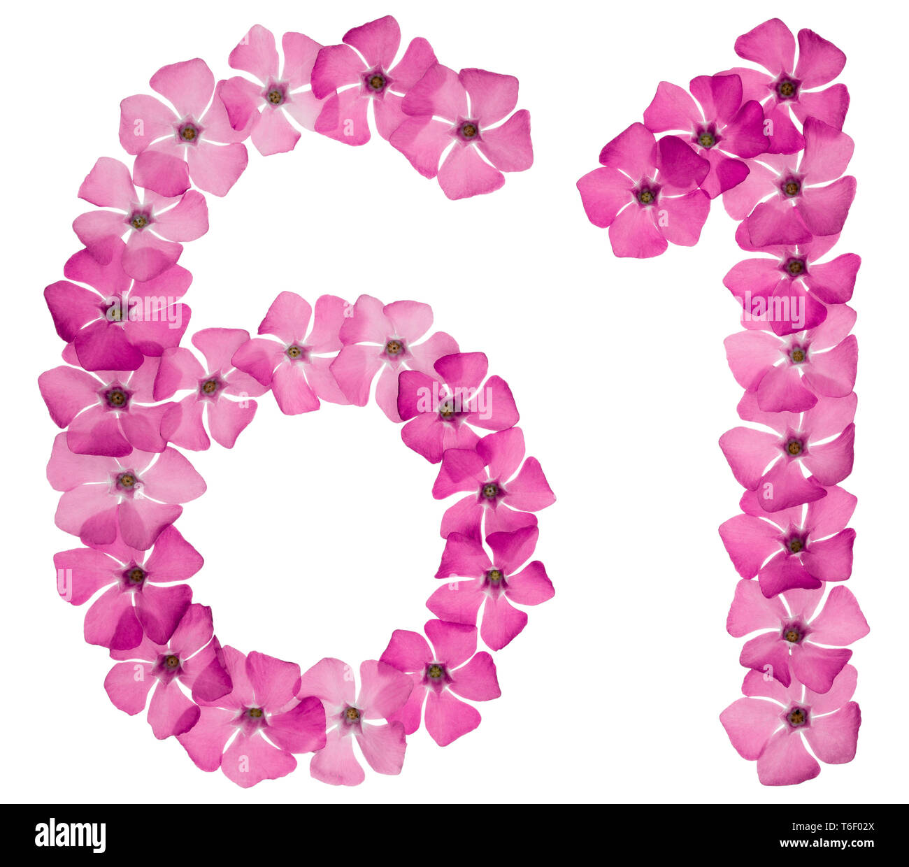 Numeral 61, sixty one, from natural pink flowers of periwinkle ...