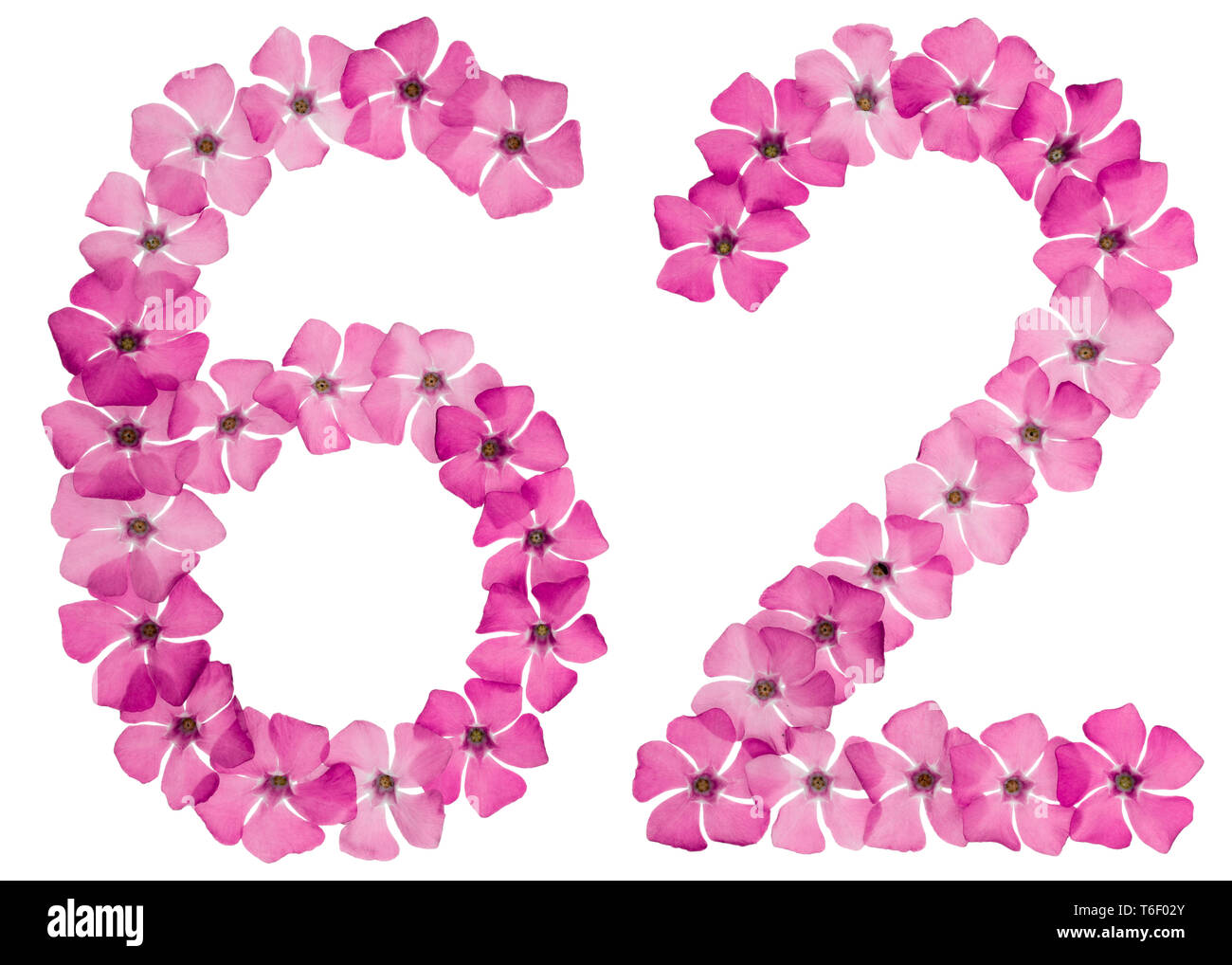 Numeral 62, sixty two, from natural pink flowers of periwinkle ...