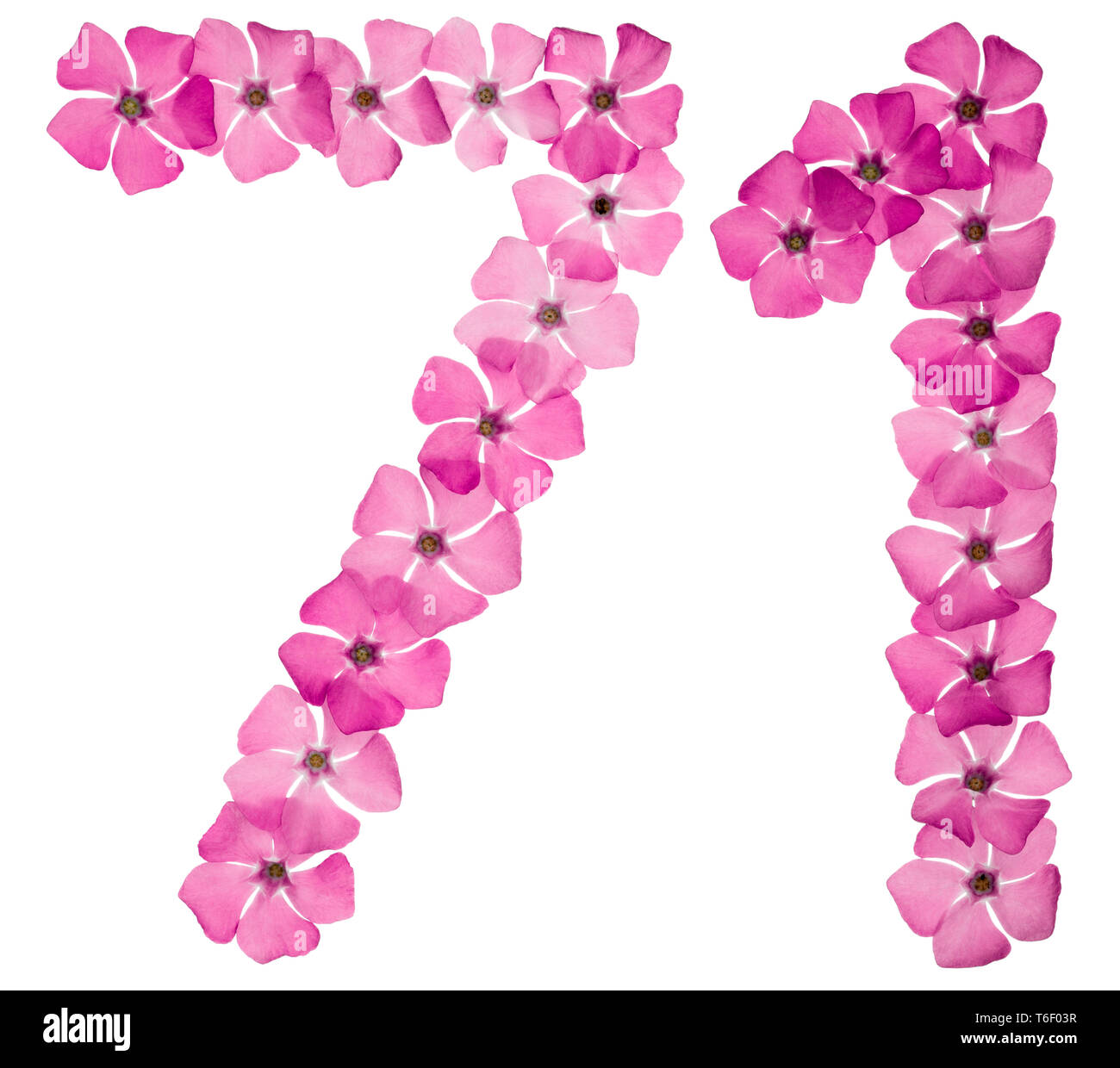 Numeral 71, seventy one, from natural pink flowers of periwinkle ...
