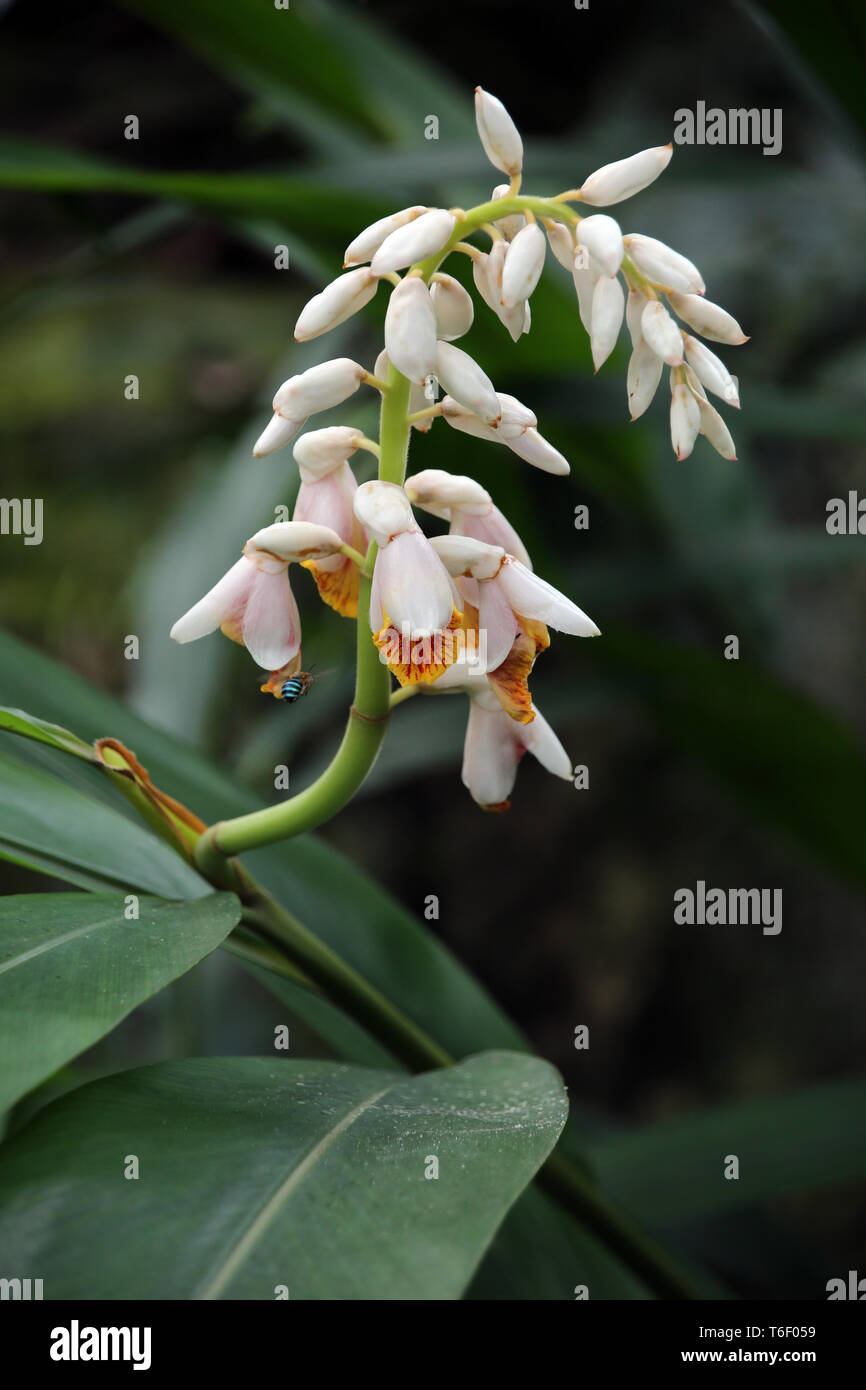 Shell ginger hi-res stock photography and images - Alamy