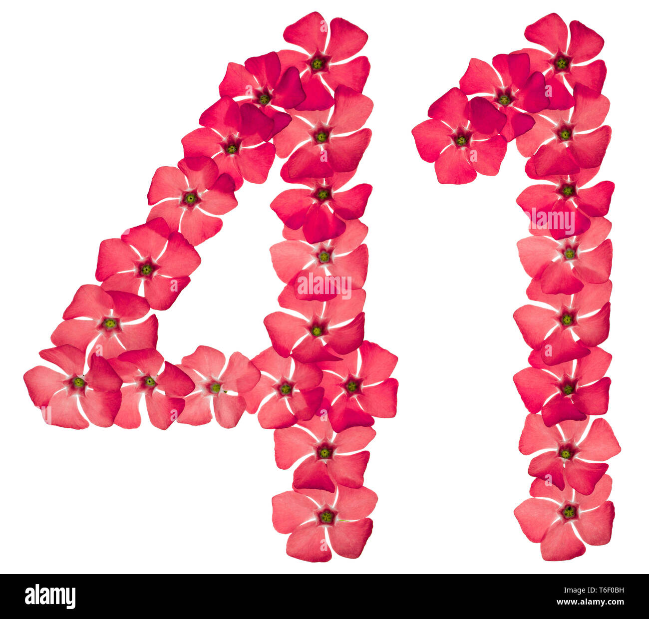 Numeral 41, forty one, from natural red flowers of periwinkle, isolated ...
