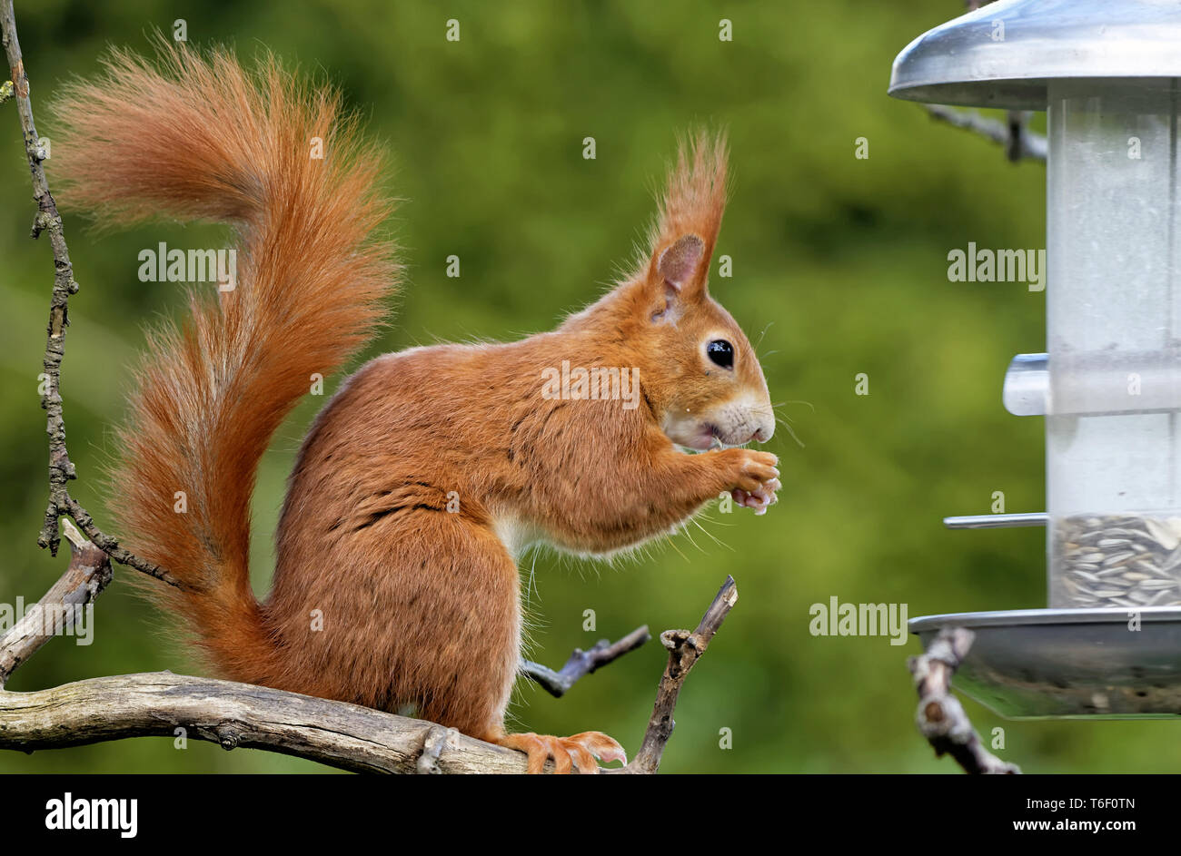 Forest squirrel germany hi-res stock photography and images - Alamy