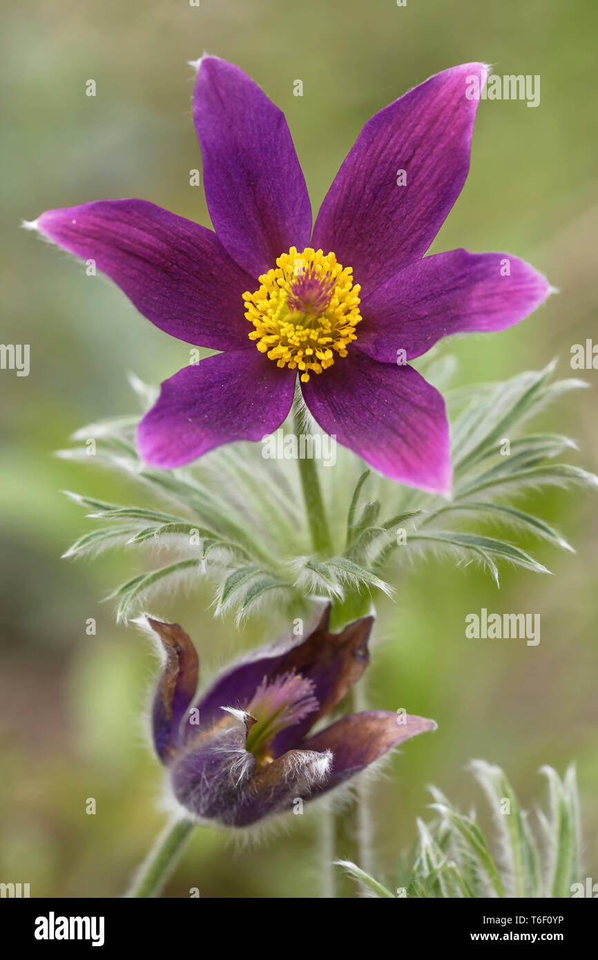 Red pasque flowers hi-res stock photography and images - Alamy