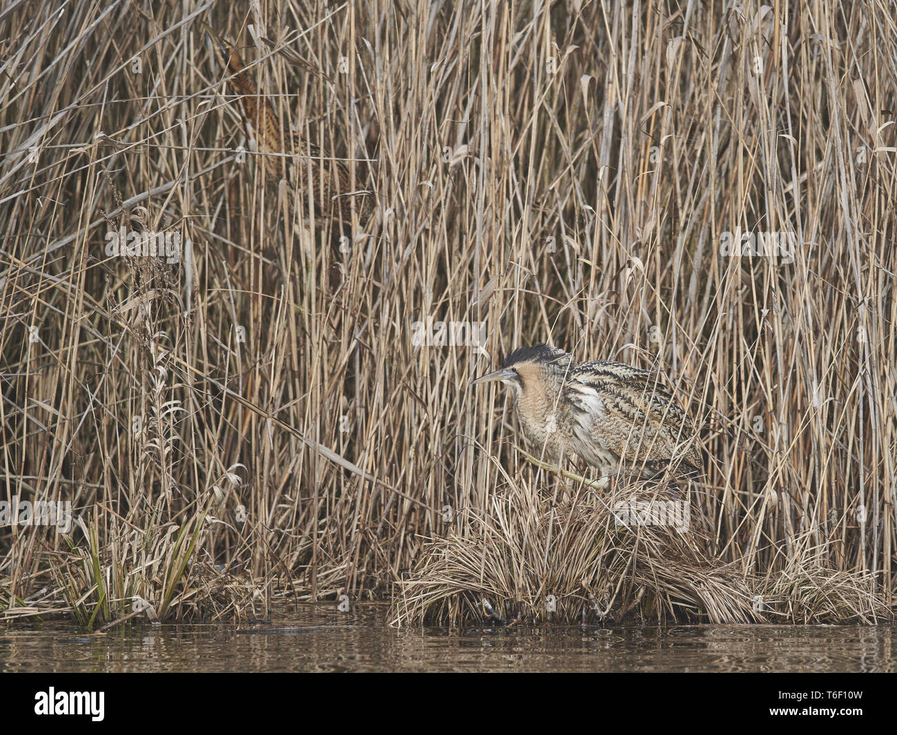 Common bittern, Botaurus stellaris Stock Photo - Alamy