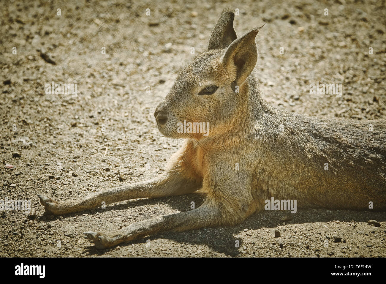 Patagonian Rabbit High Resolution Stock Photography and Images - Alamy