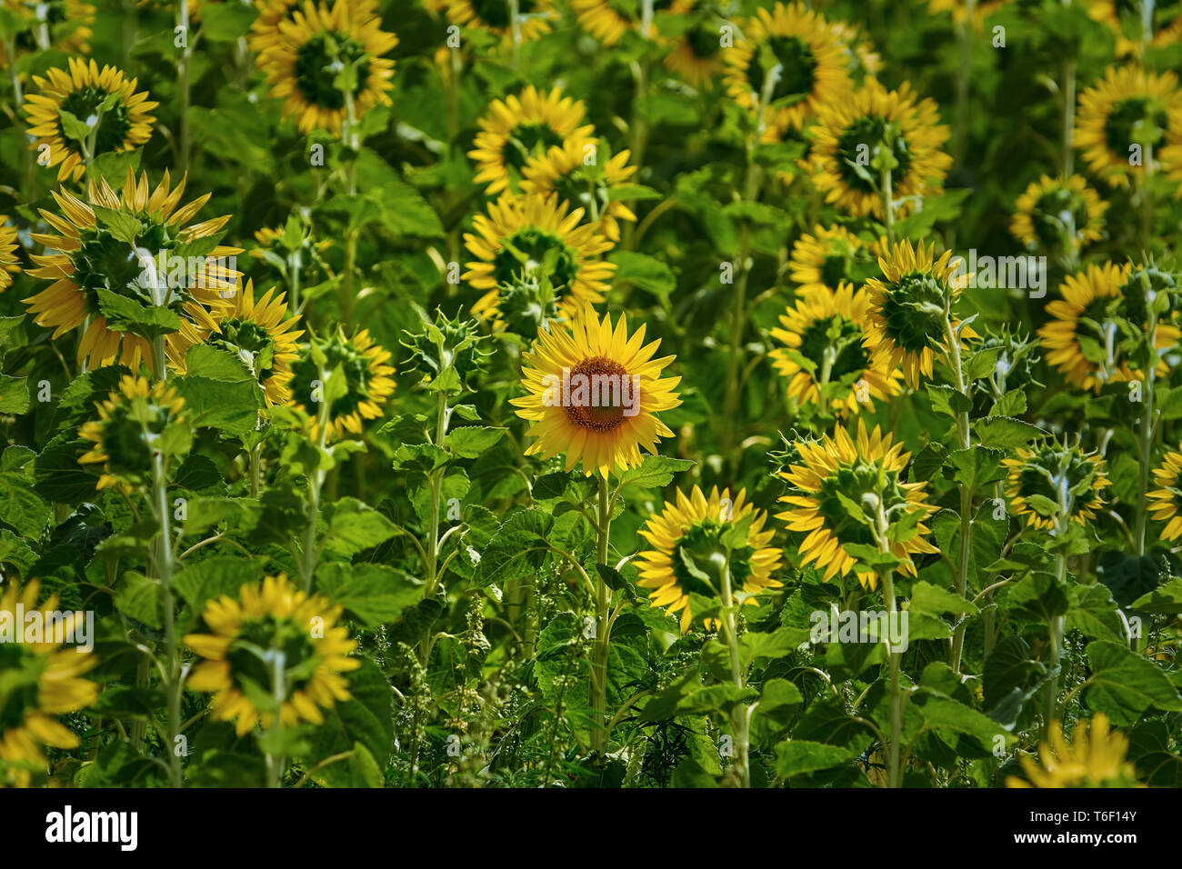 Strange sunflower hi-res stock photography and images - Alamy