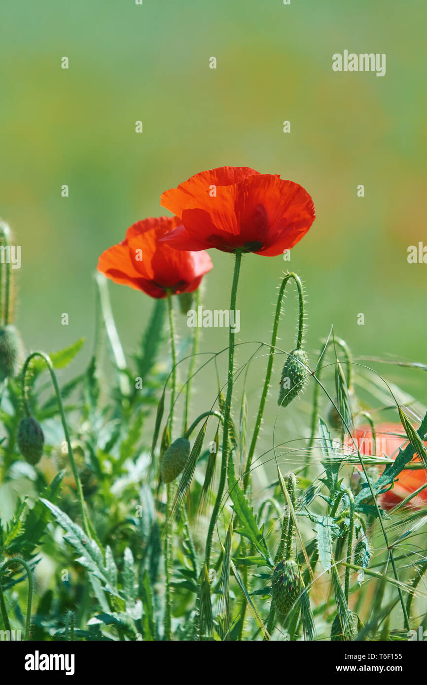 Poppy Flowers in Grass Stock Photo - Alamy