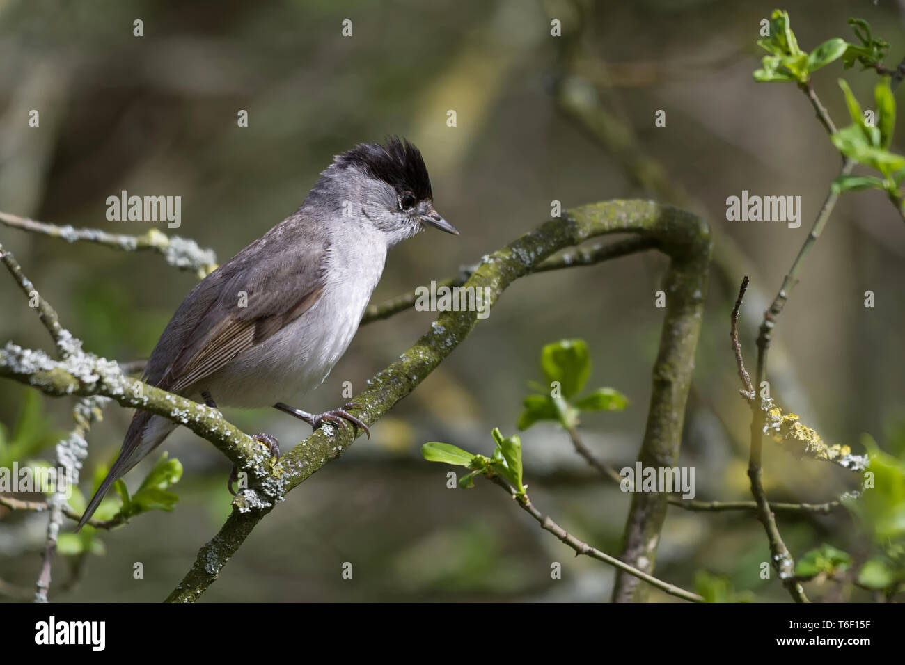 Blackcap bush hi-res stock photography and images - Alamy