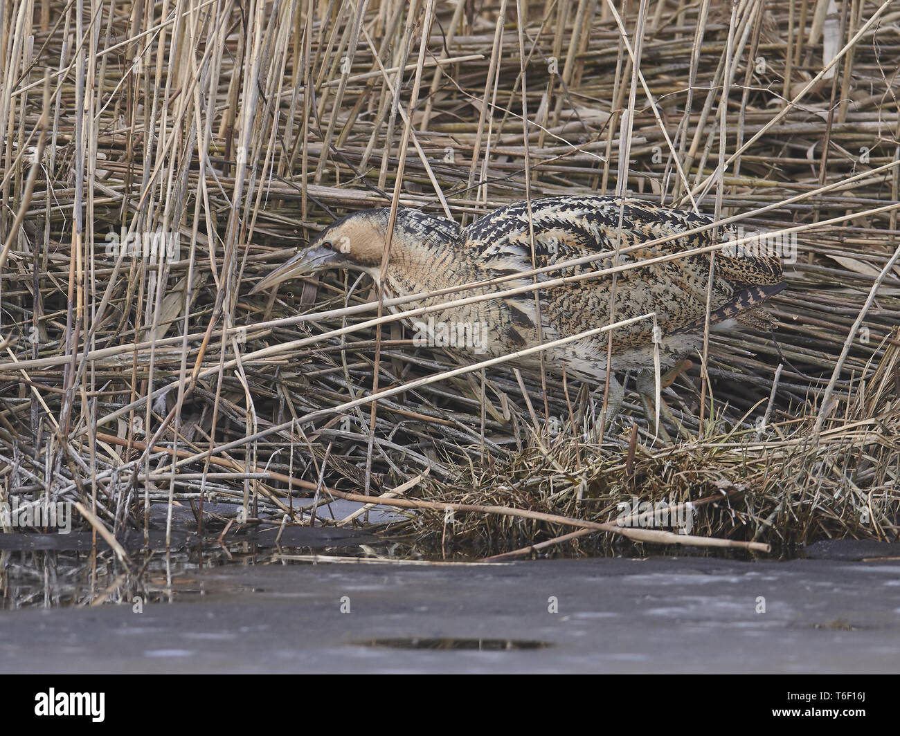 Common bittern, Botaurus stellaris Stock Photo - Alamy