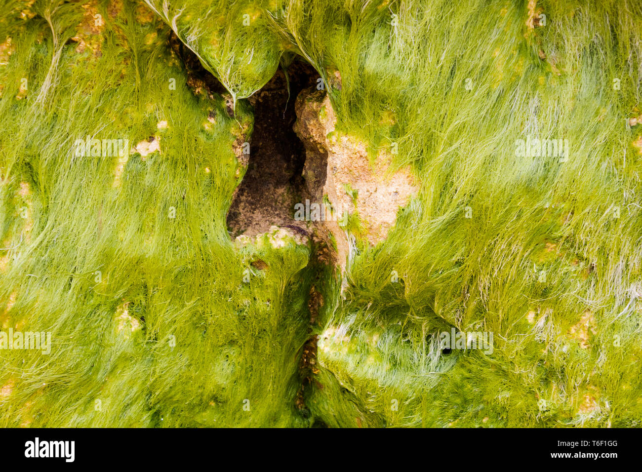 Slimy rock hi-res stock photography and images - Alamy