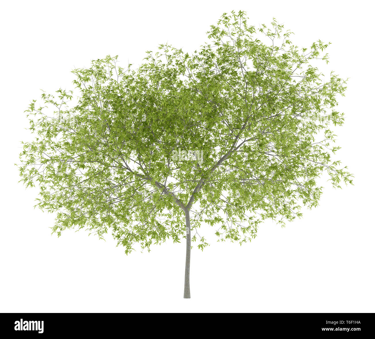 peach tree isolated on white background Stock Photo - Alamy