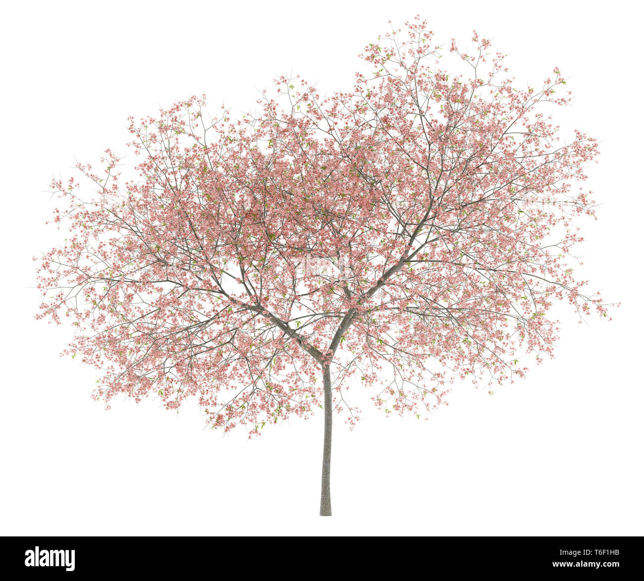 flowering peach tree isolated on white background Stock Photo - Alamy