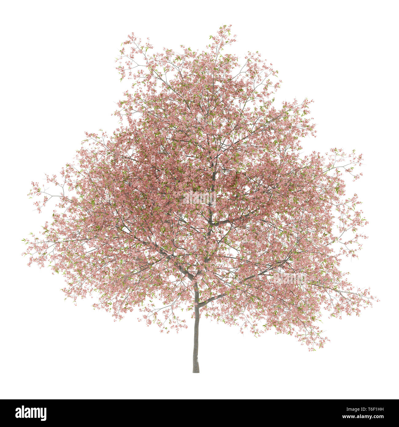 flowering peach tree isolated on white background Stock Photo - Alamy