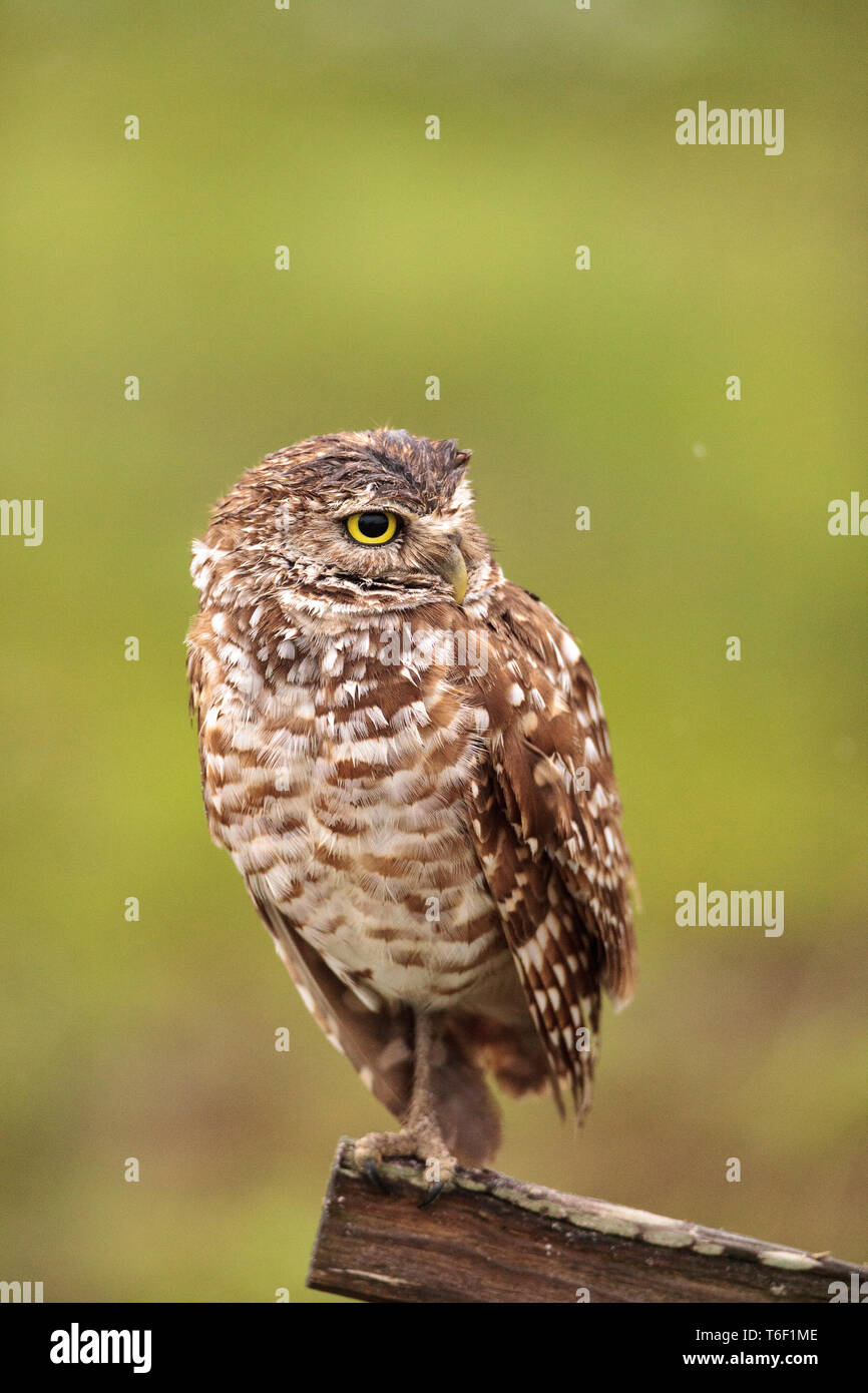 Outside burrow hi-res stock photography and images - Alamy